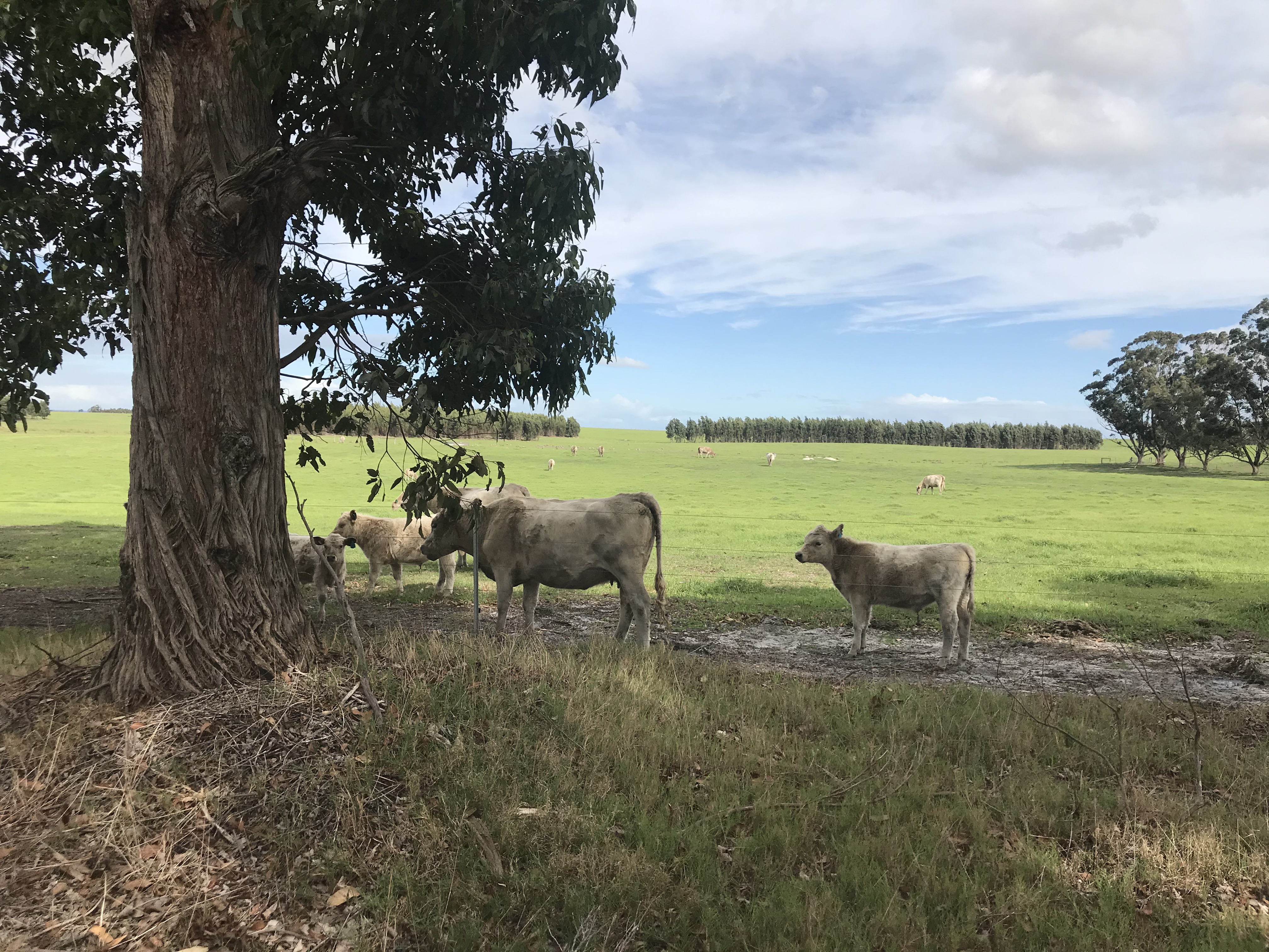 The Herd Online | 15 Cows and Calves