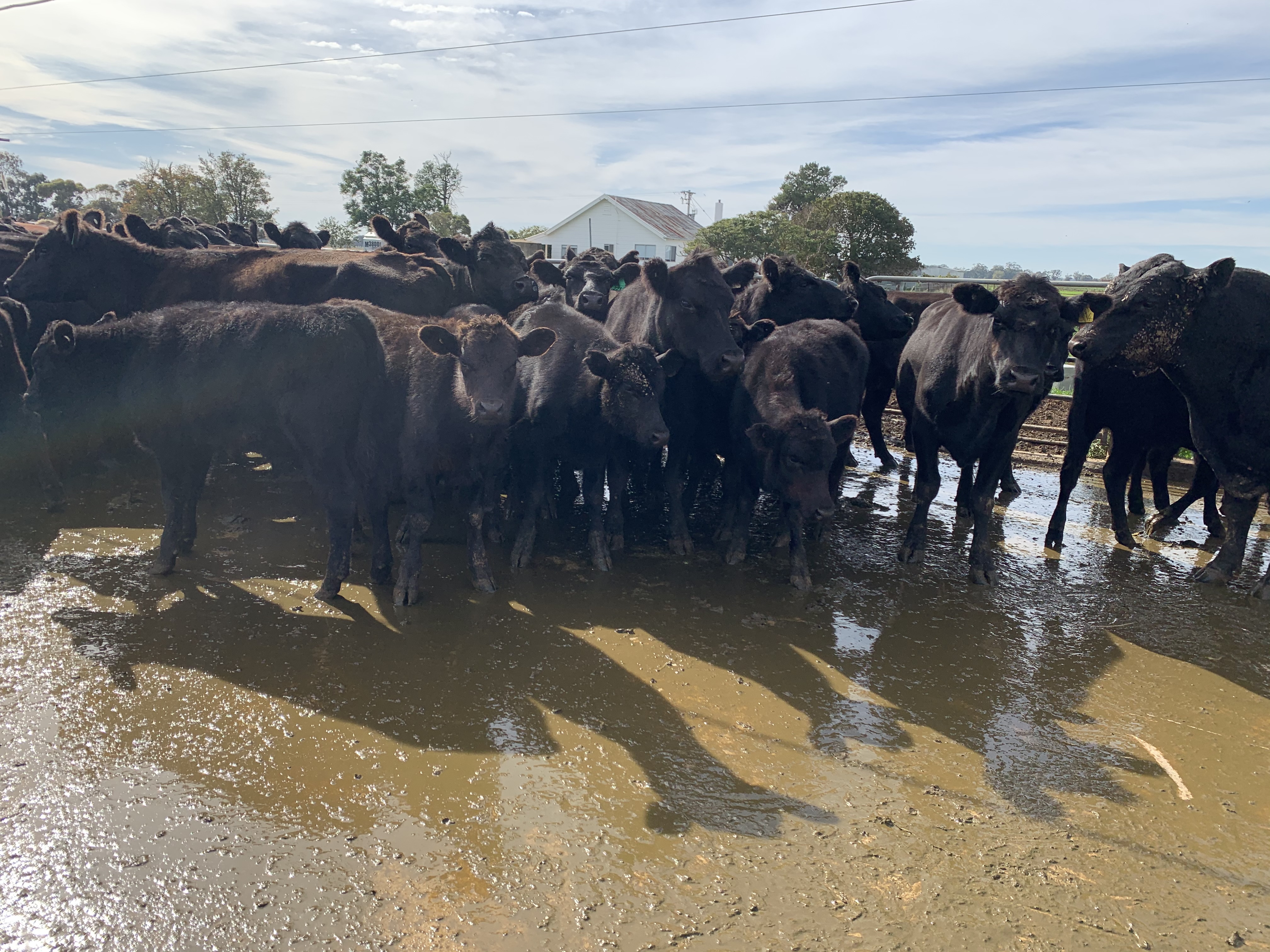 The Herd Online | 67 Angus Cows and Calves For Sale - Open to offers!
