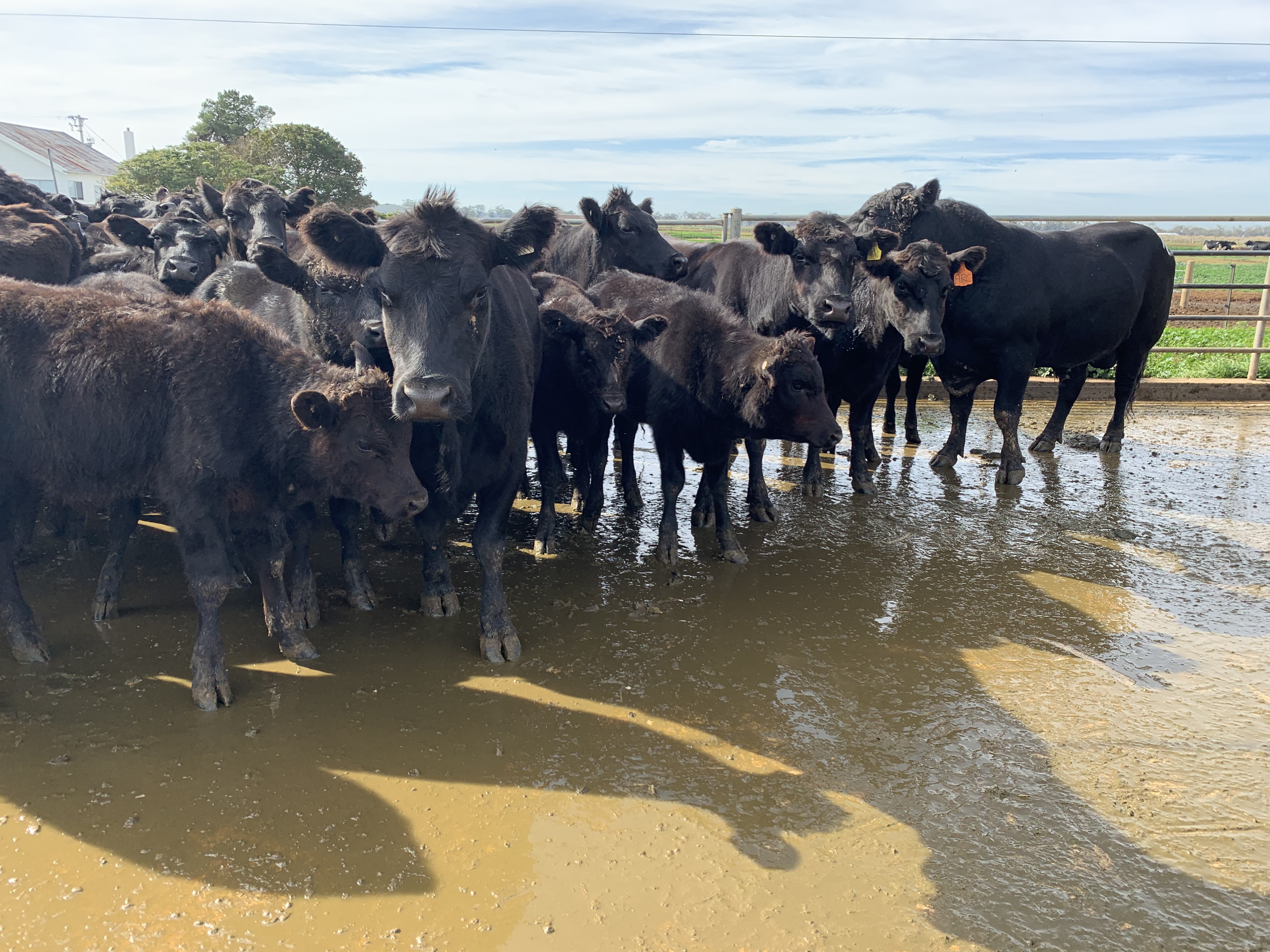 The Herd Online | 67 Angus Cows and Calves For Sale - Open to offers!