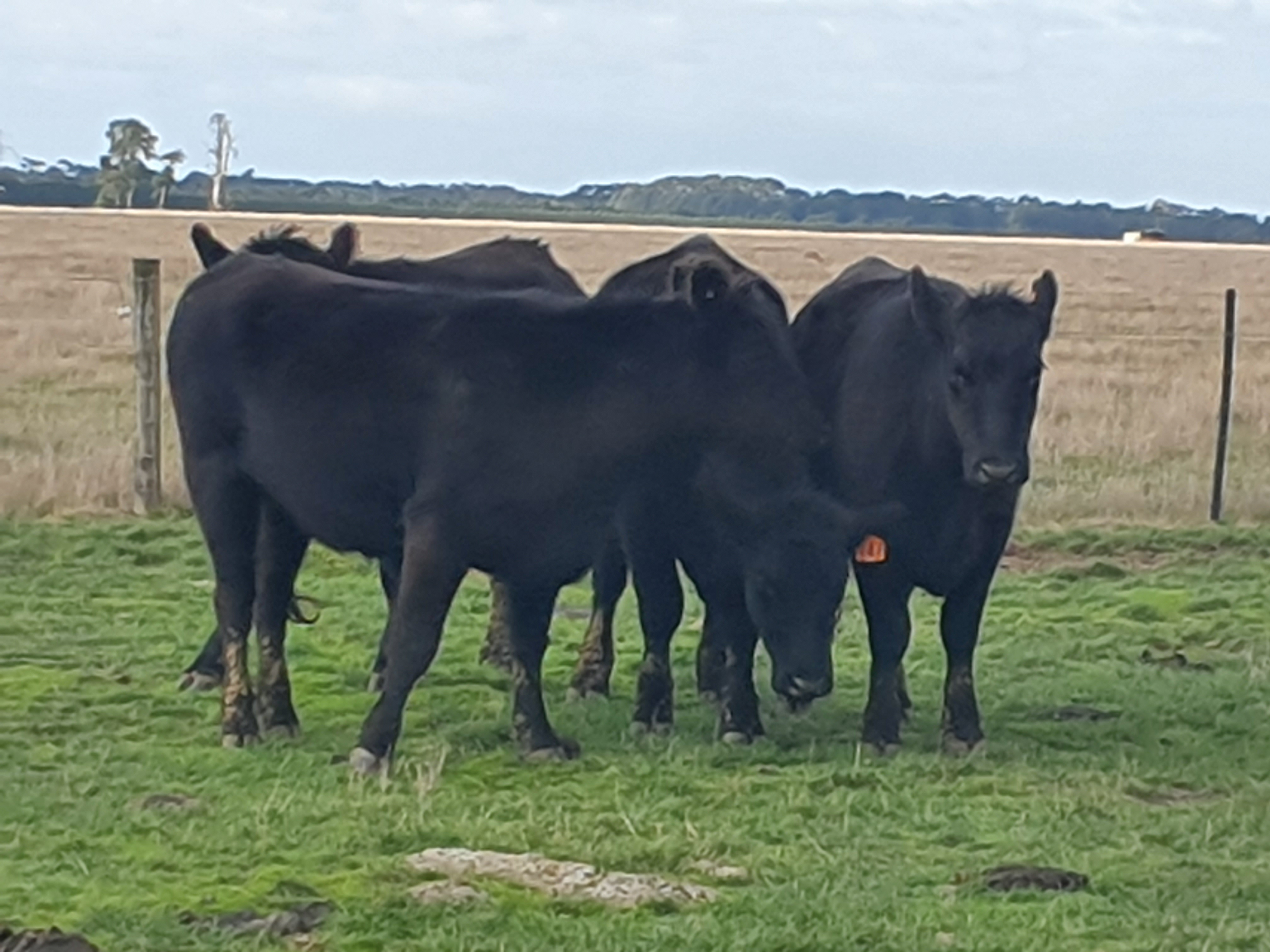 The Herd Online | 34 Angus heifers PTIC