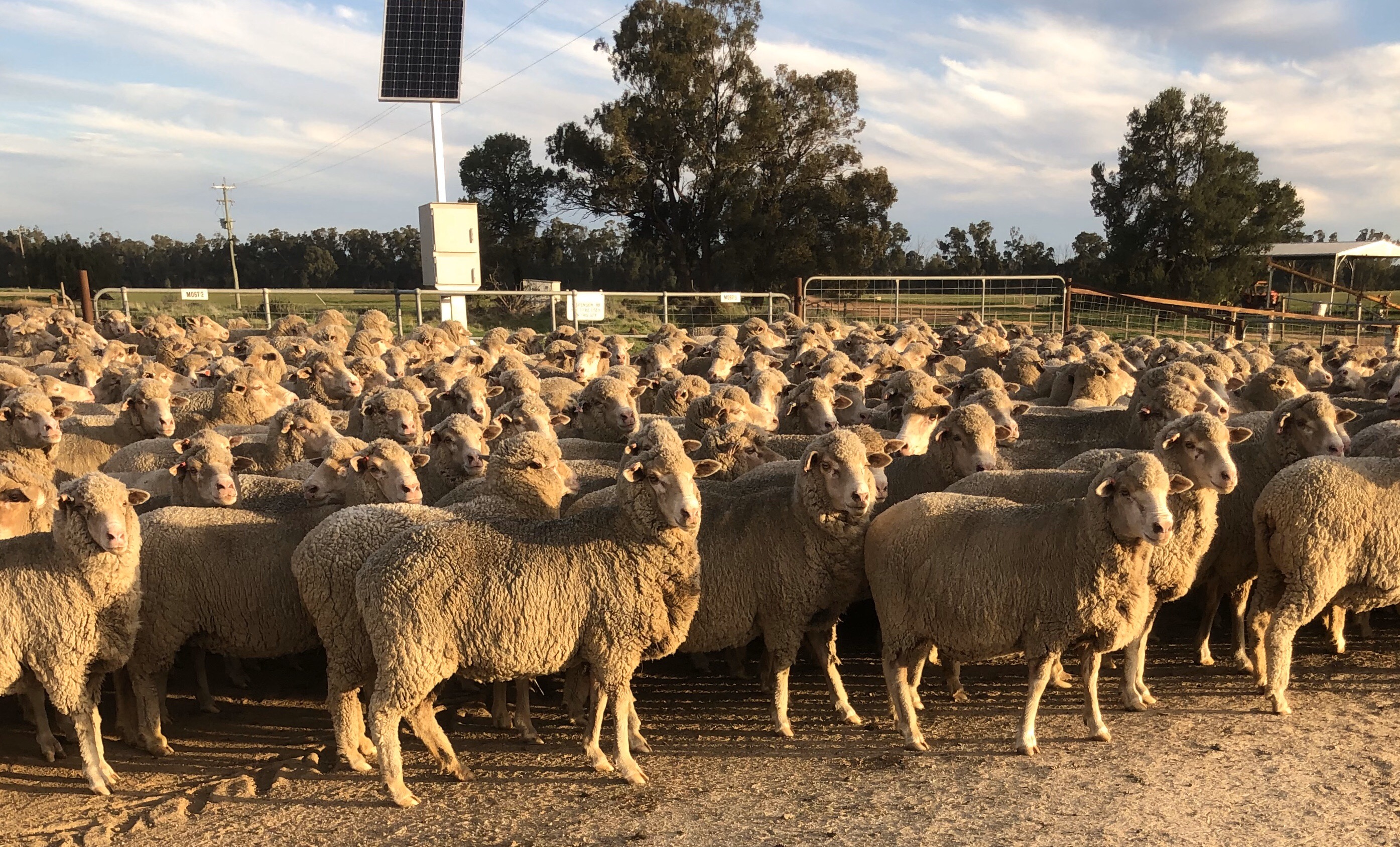 The Herd Online | 665 SIL Merino ewes
