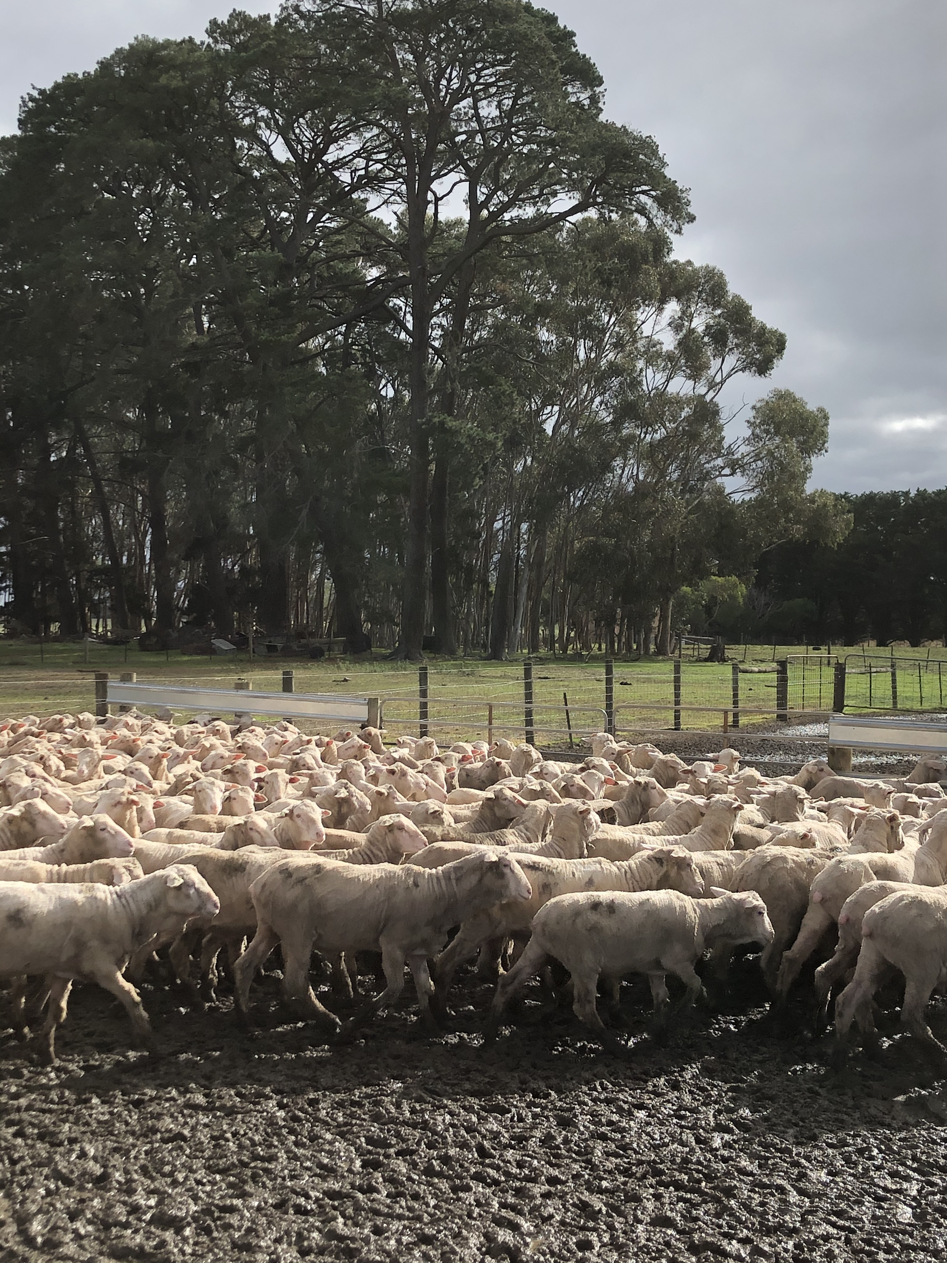 The Herd Online | 1200 Merino wether lambs