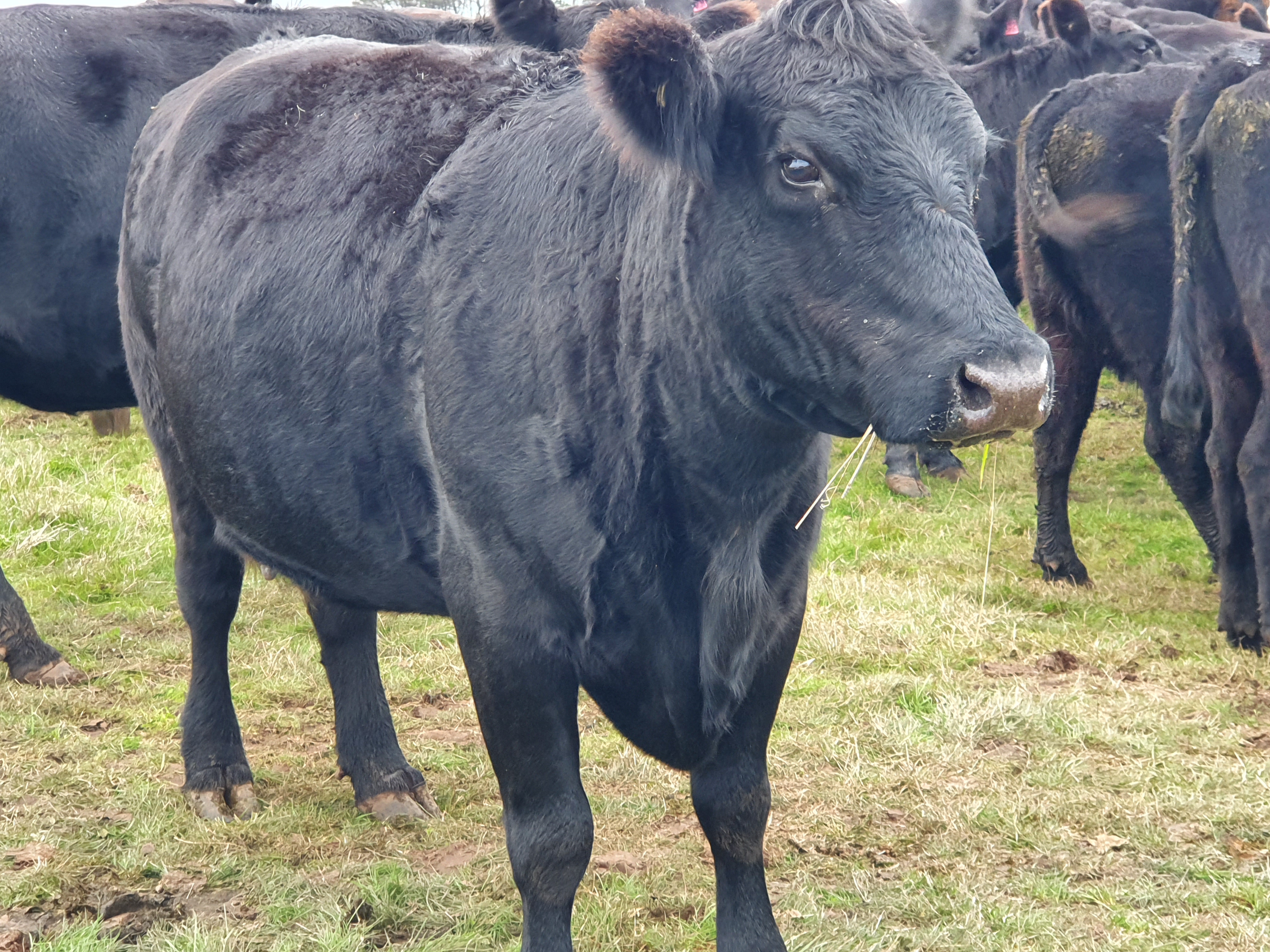 The Herd Online | 50 PTIC Angus Cows