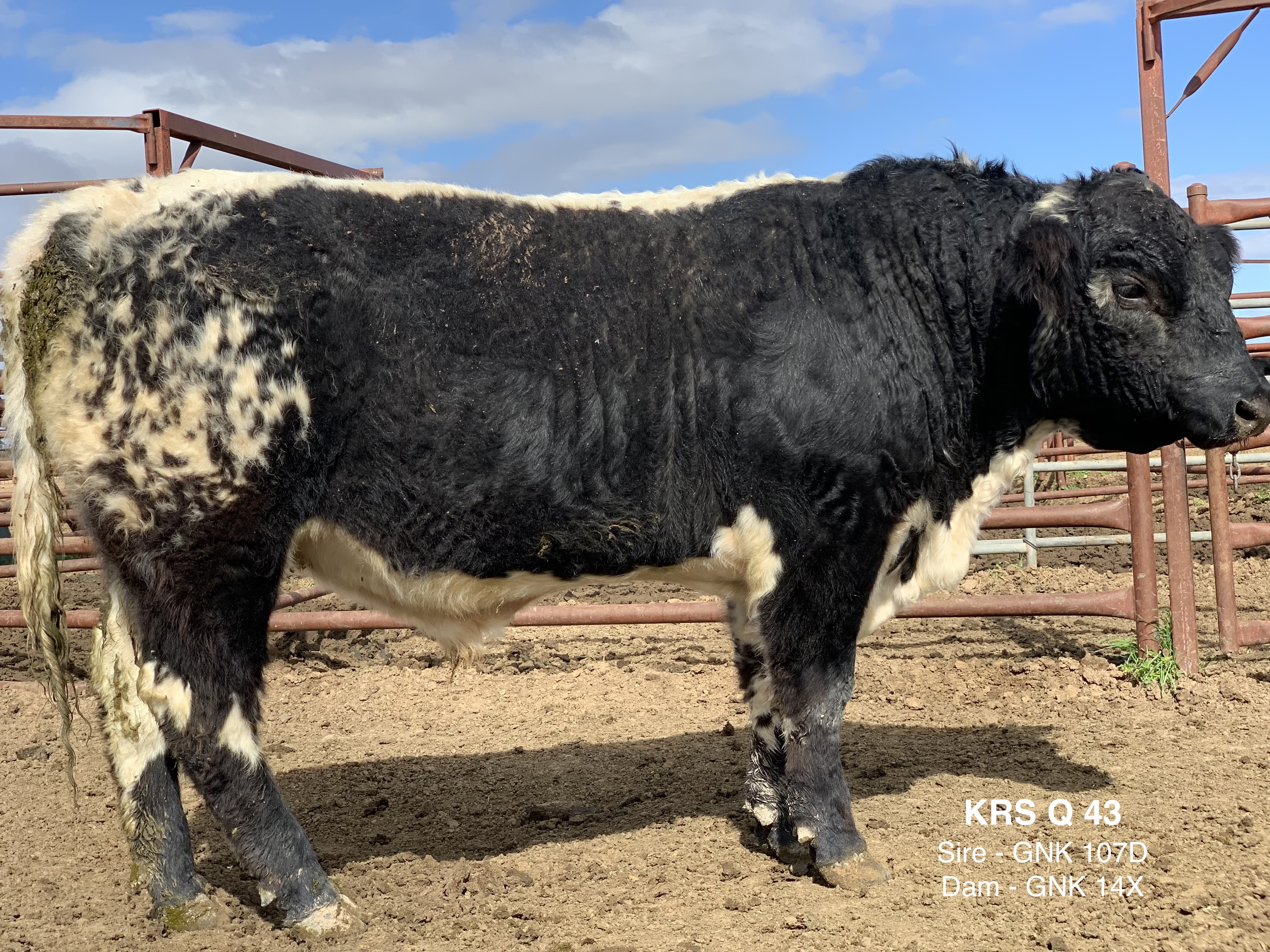 The Herd Online | Speckle Park Bulls For Private Sale