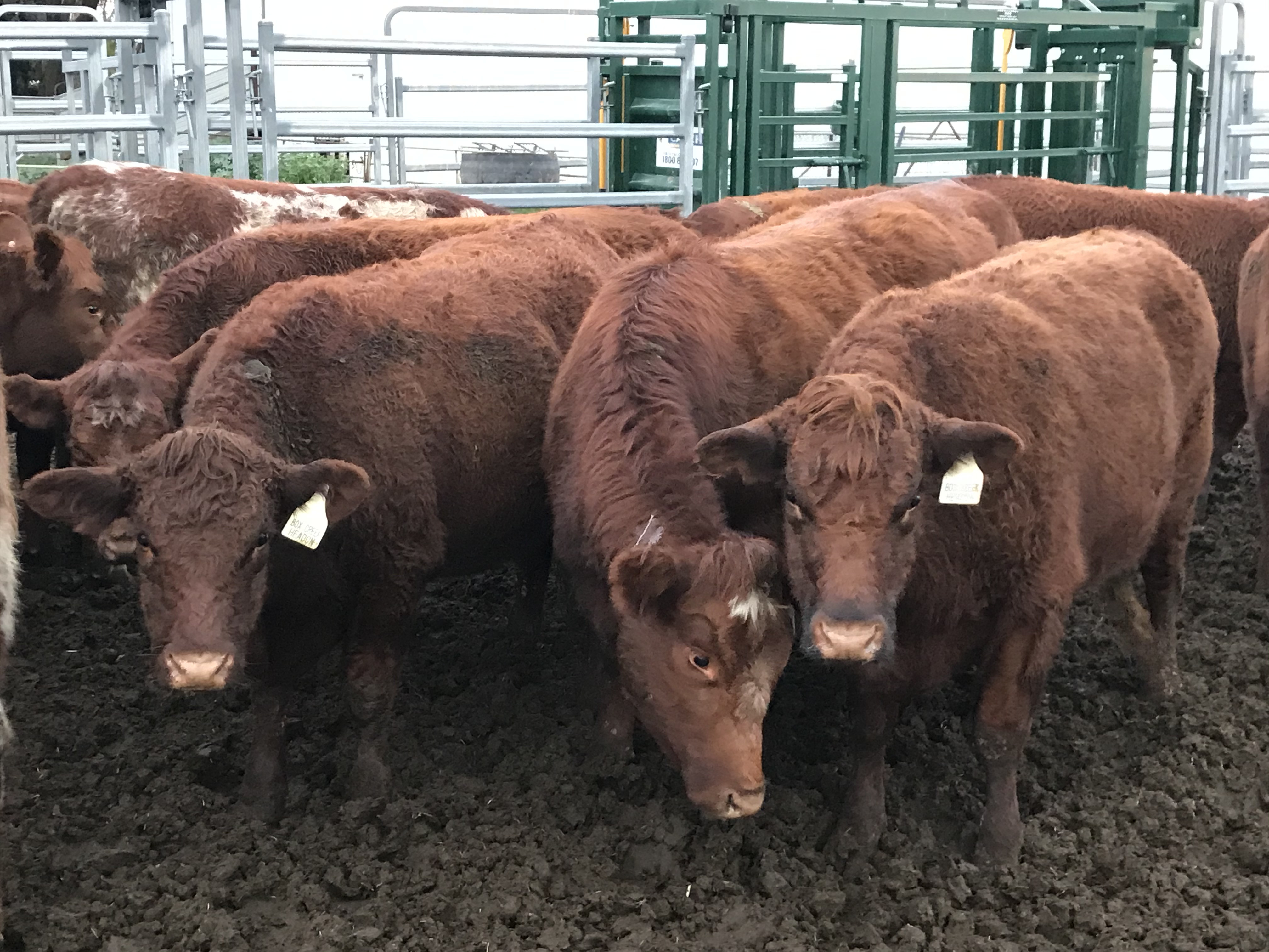 The Herd Online | 20 Red Angus/ Shorthorn x Heifers For Sale