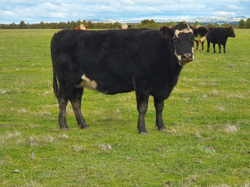 The Herd Online | 83 Black Baldy EU Cows For Sale