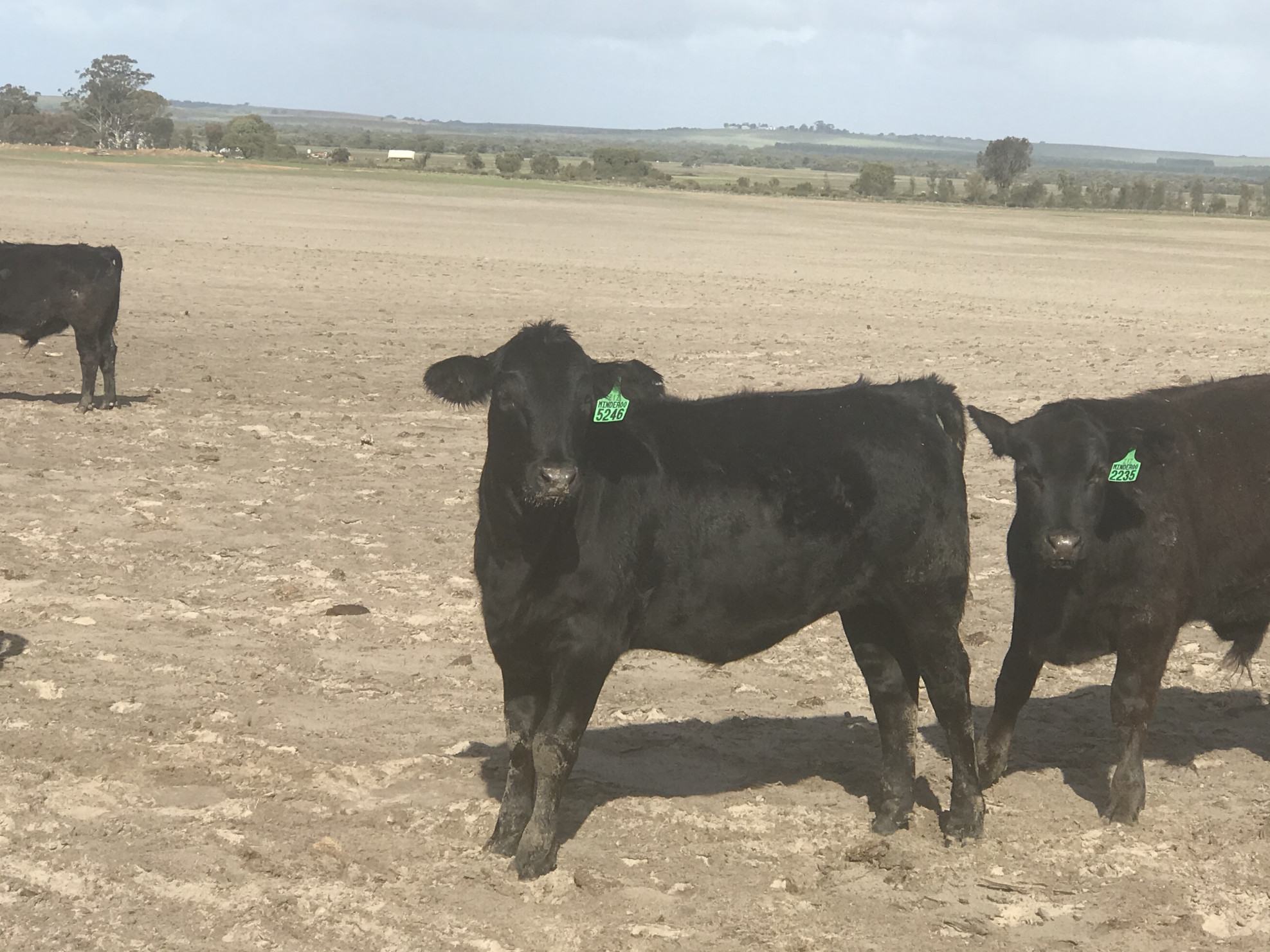 The Herd Online | 200+ Angus Cross Heifers For Sale