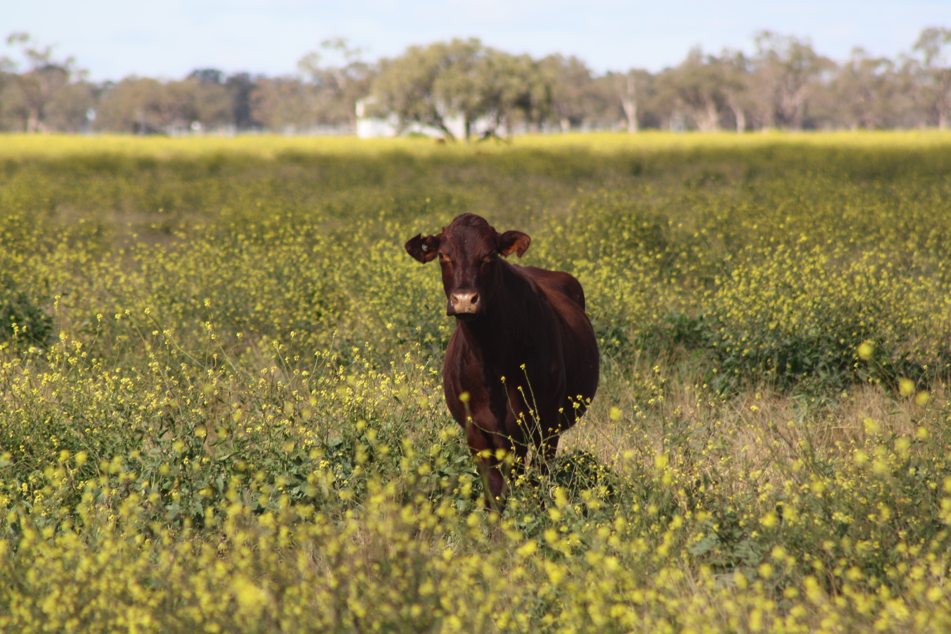 The Herd Online | Home