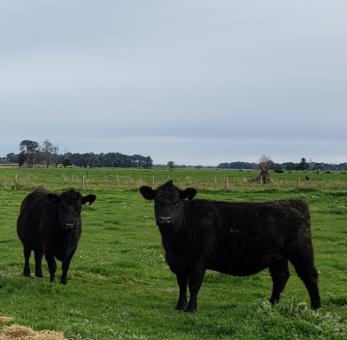 The Herd Online | Home