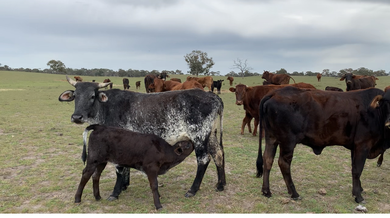 The Herd Online | 73 Cows & Calves For Sale