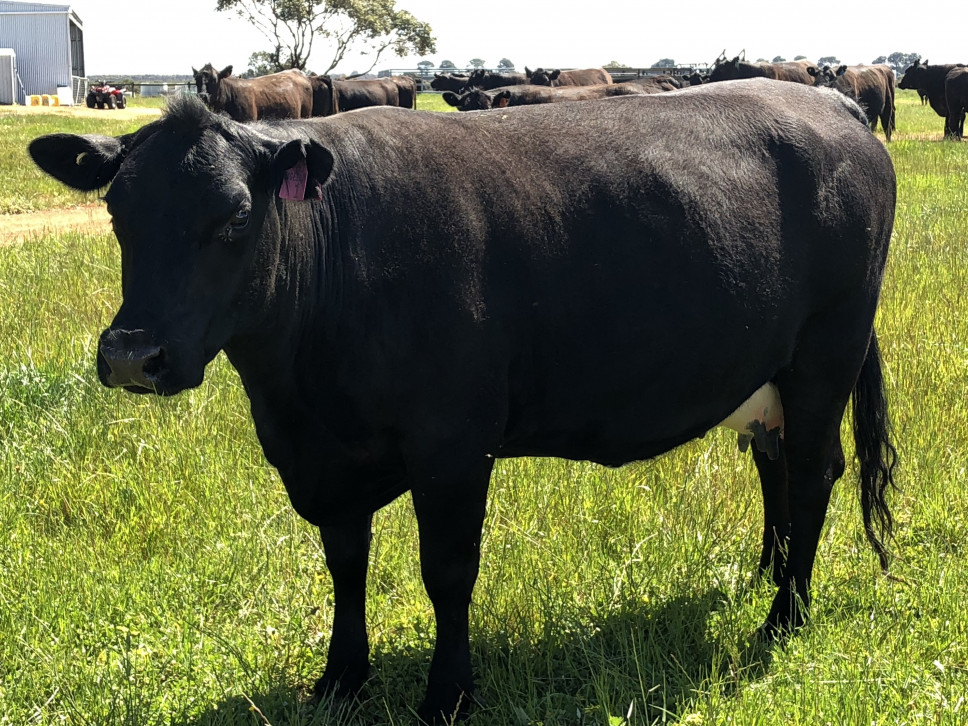 The Herd Online | 18 Angus Cows PTIC