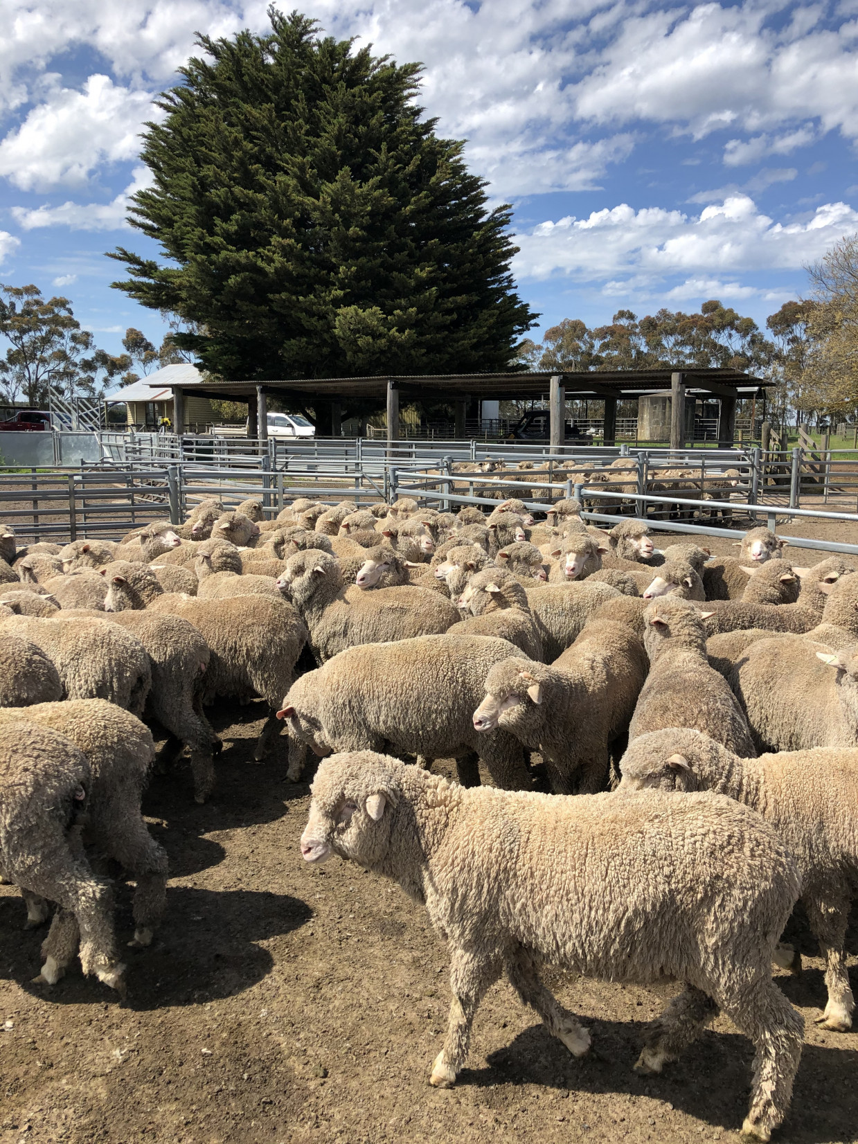 The Herd Online | 80 Merino Wethers Lambs