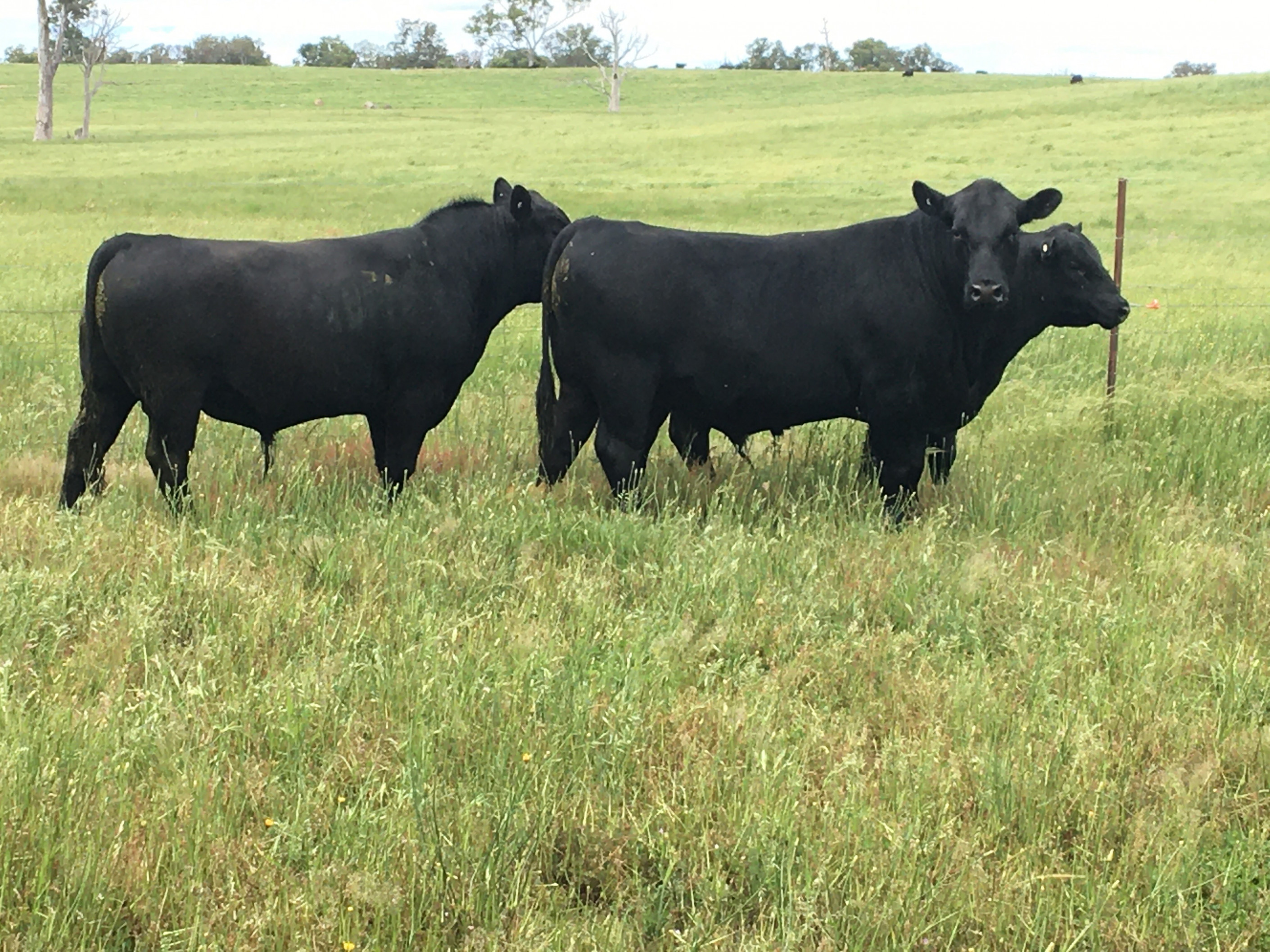 The Herd Online | Angus bulls