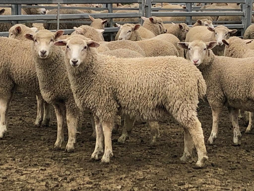 The Herd Online | 1300 Primeline x 1st Bl/Merino Ewe Lambs For Sale