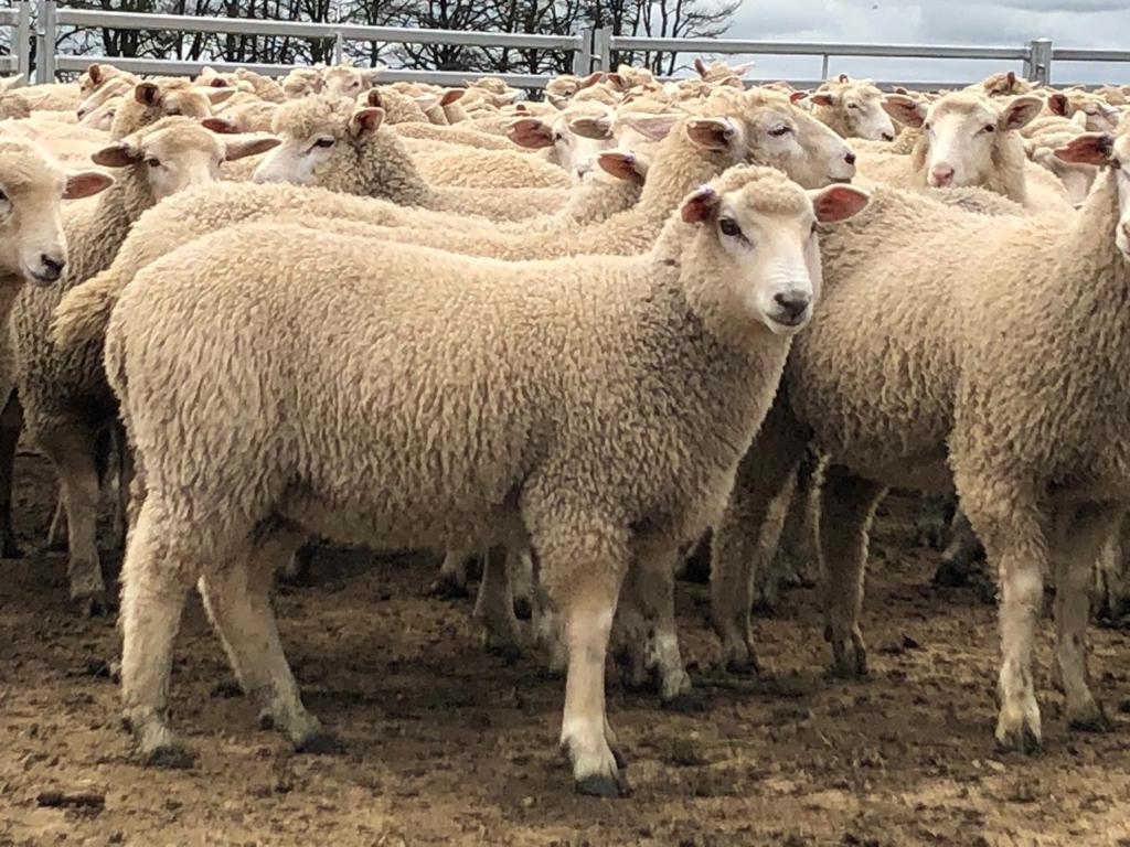 The Herd Online | 1300 Primeline x 1st Bl/Merino Ewe Lambs For Sale