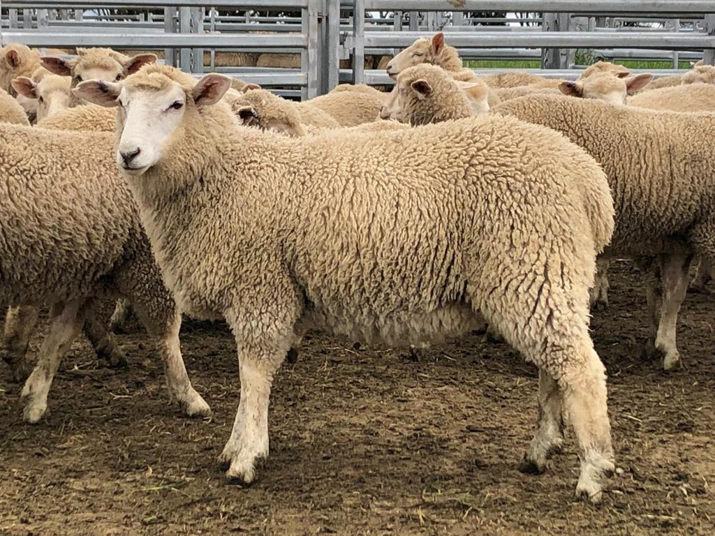 The Herd Online | 1300 Primeline x 1st Bl/Merino Ewe Lambs For Sale