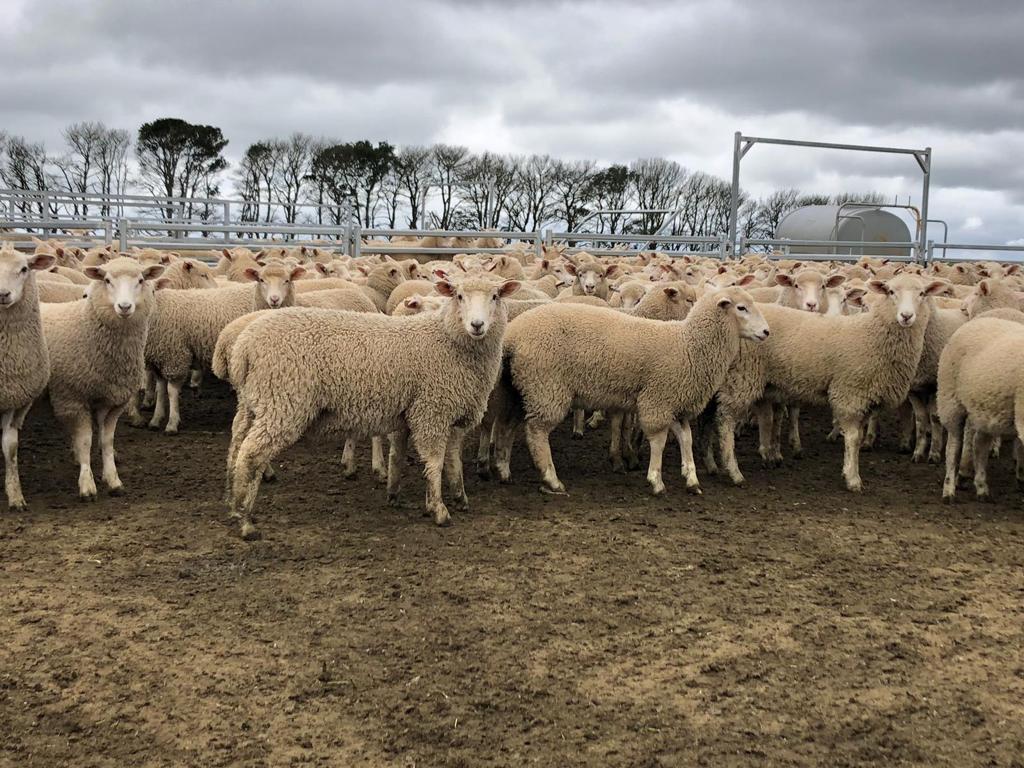 The Herd Online | 1300 Primeline x 1st Bl/Merino Ewe Lambs For Sale