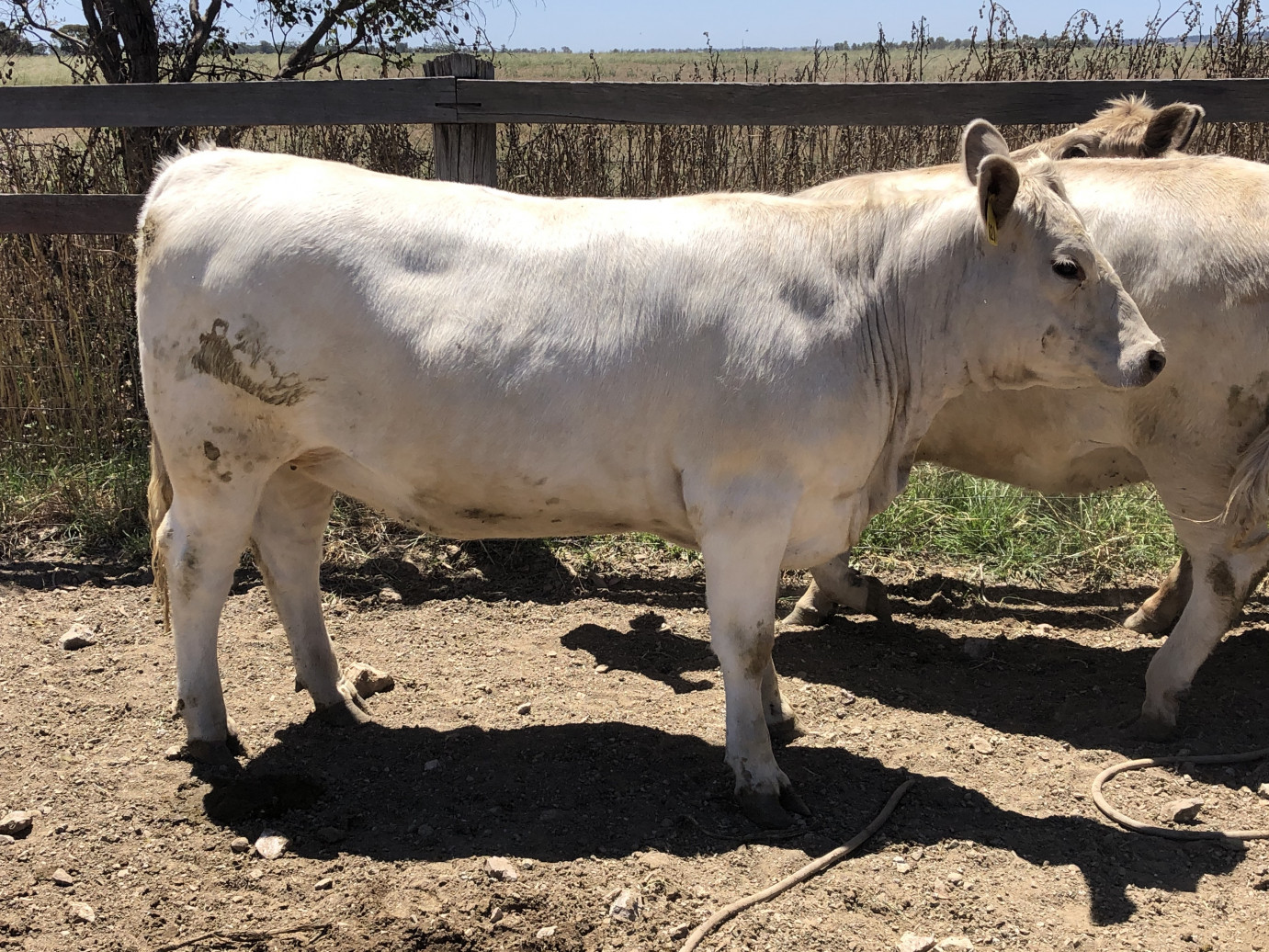 The Herd Online | 3 PTIC Murray Grey Heifers