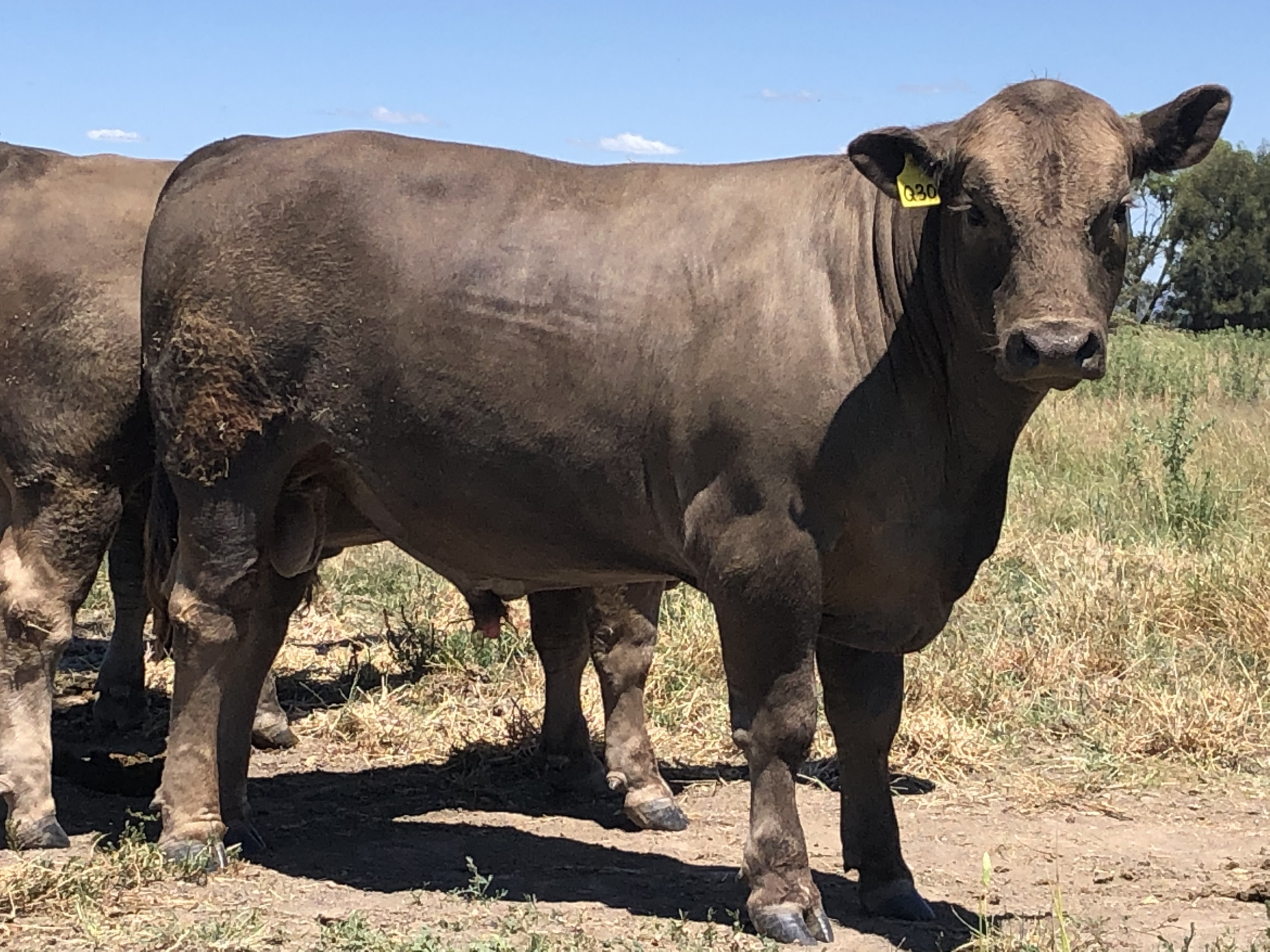 The Herd Online | Murray Grey Bull