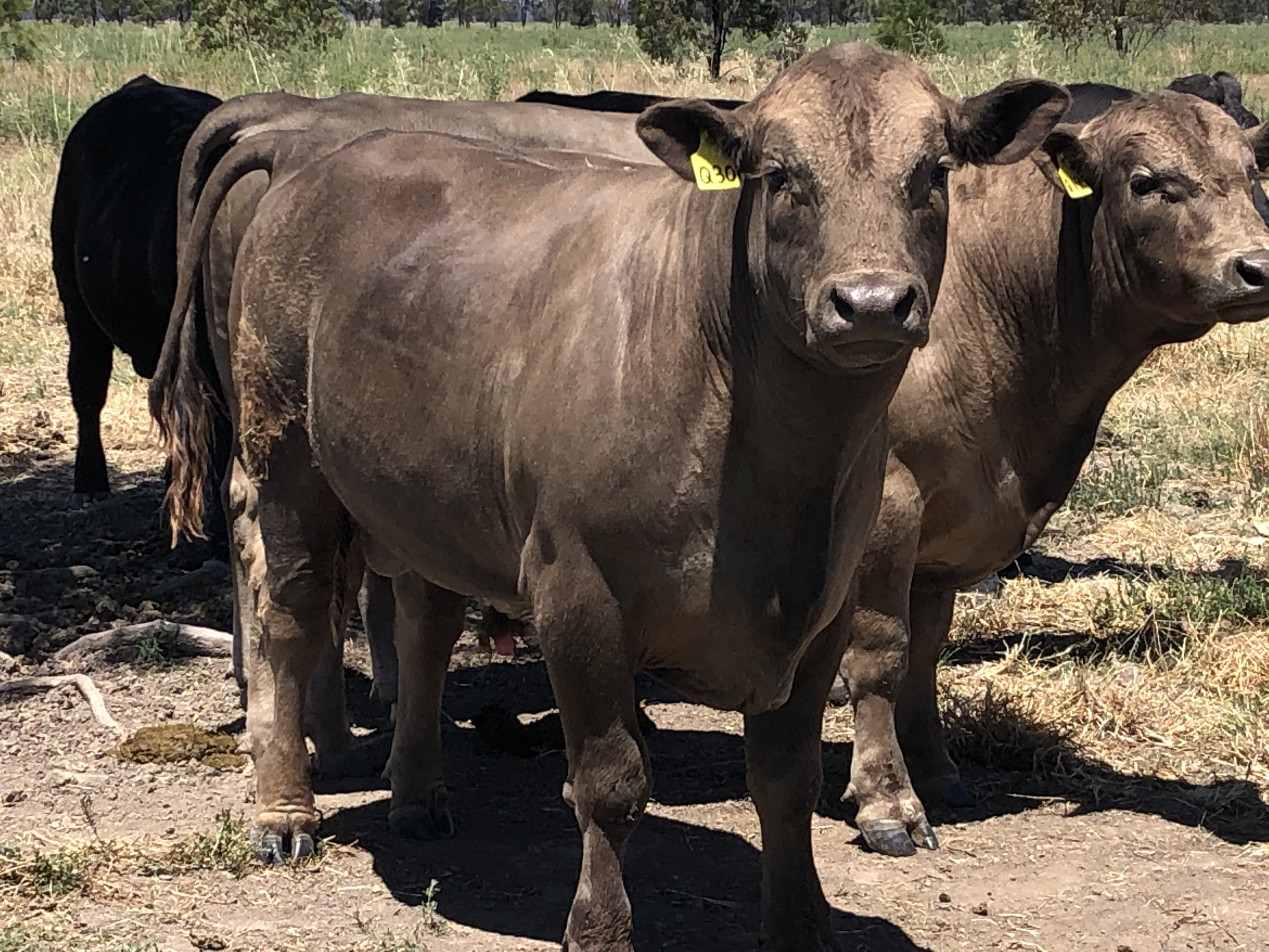 The Herd Online | Murray Grey Bull