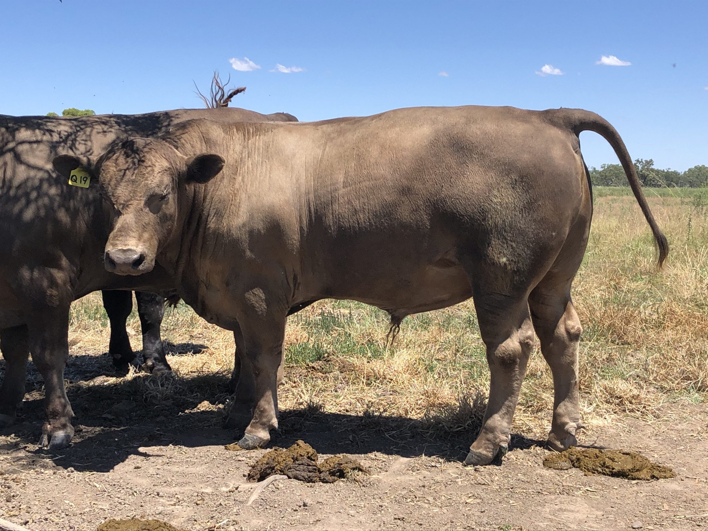 The Herd Online | 1 Murray Grey Bull