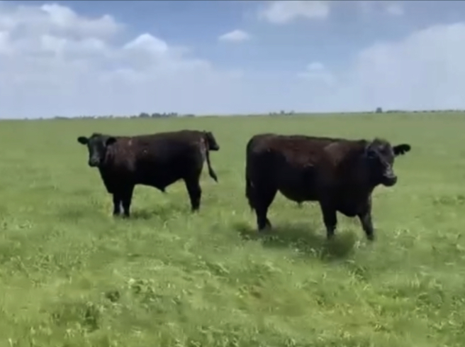 The Herd Online | 91 EU ANGUS STEERS FOR SALE