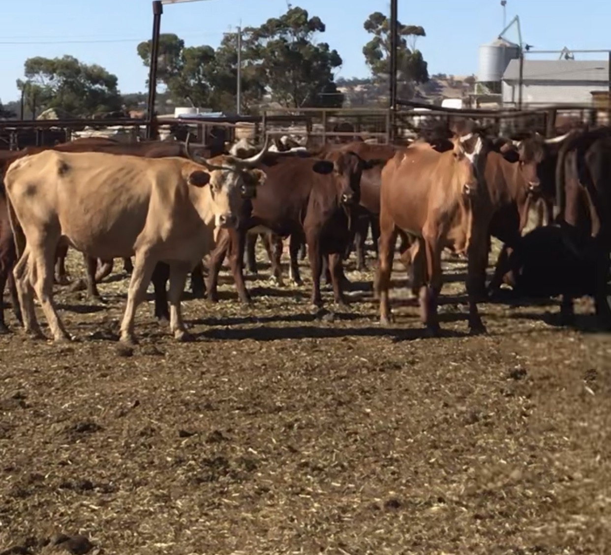 The Herd Online | 280 Station Mated Cows with Approx 50 CAF For Sale