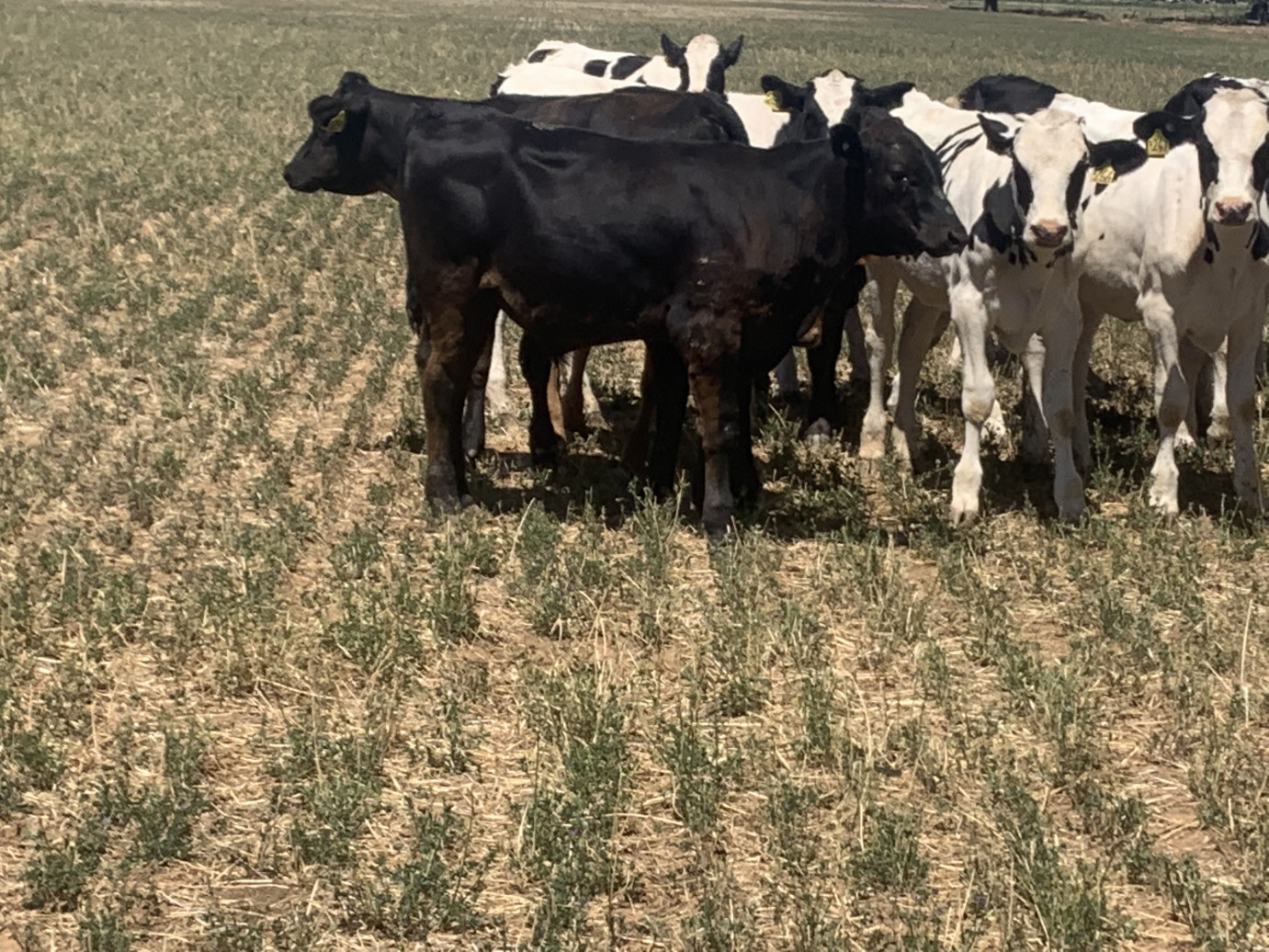 The Herd Online | 70 Angus Friesian Calves For Sale