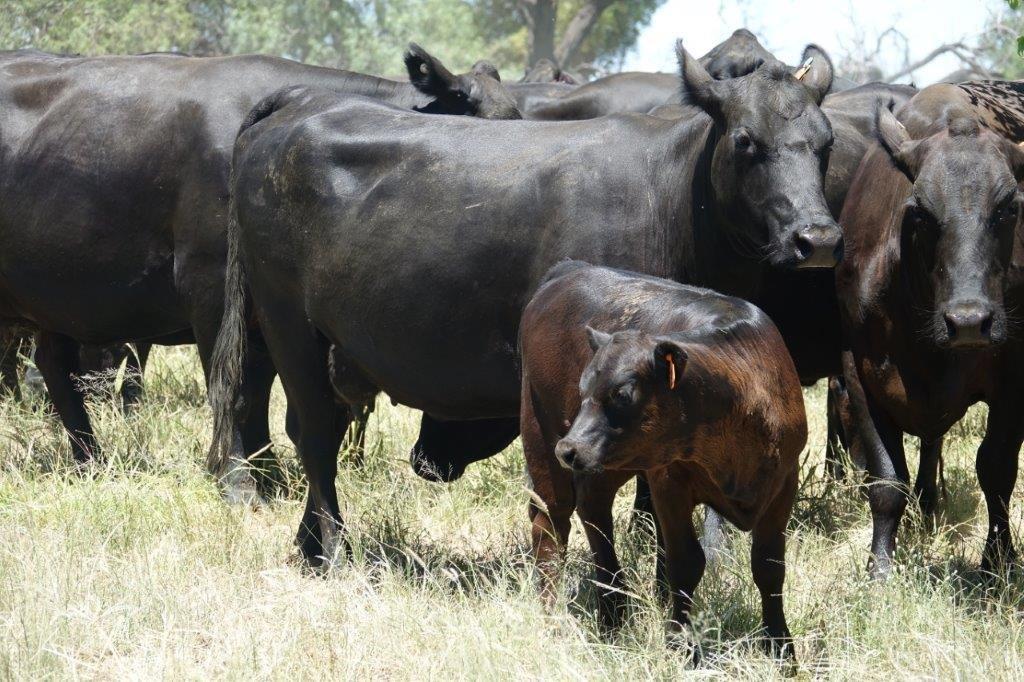 The Herd Online | 110 x 110 F2-F4 Santa Angus Cows and Calves For Sale