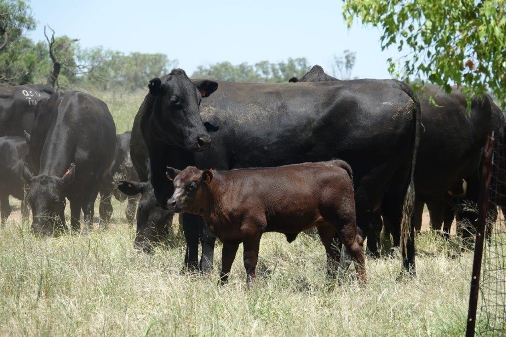The Herd Online | 110 x 110 F2-F4 Santa Angus Cows and Calves For Sale