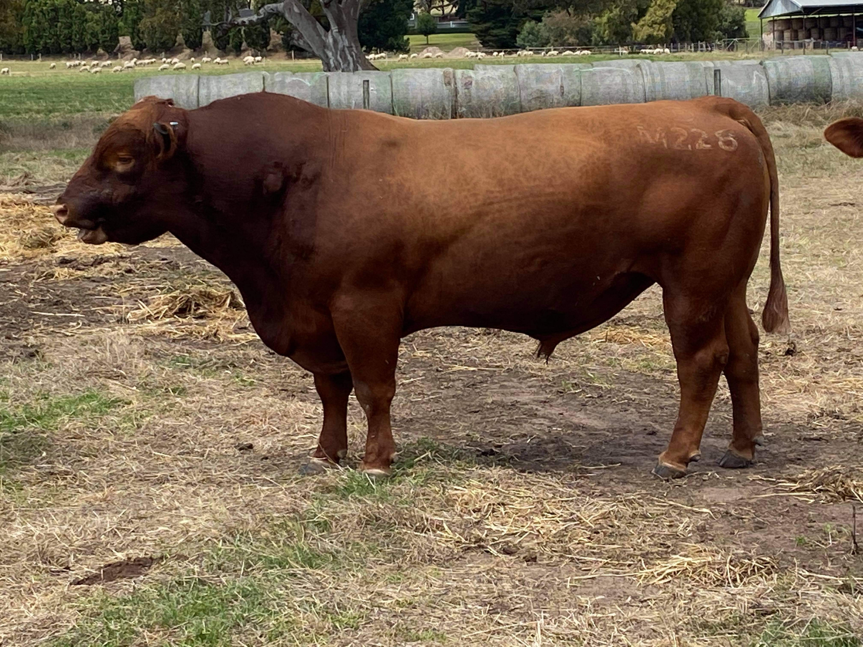 The Herd Online | 2 x Red Angus Bulls For Sale