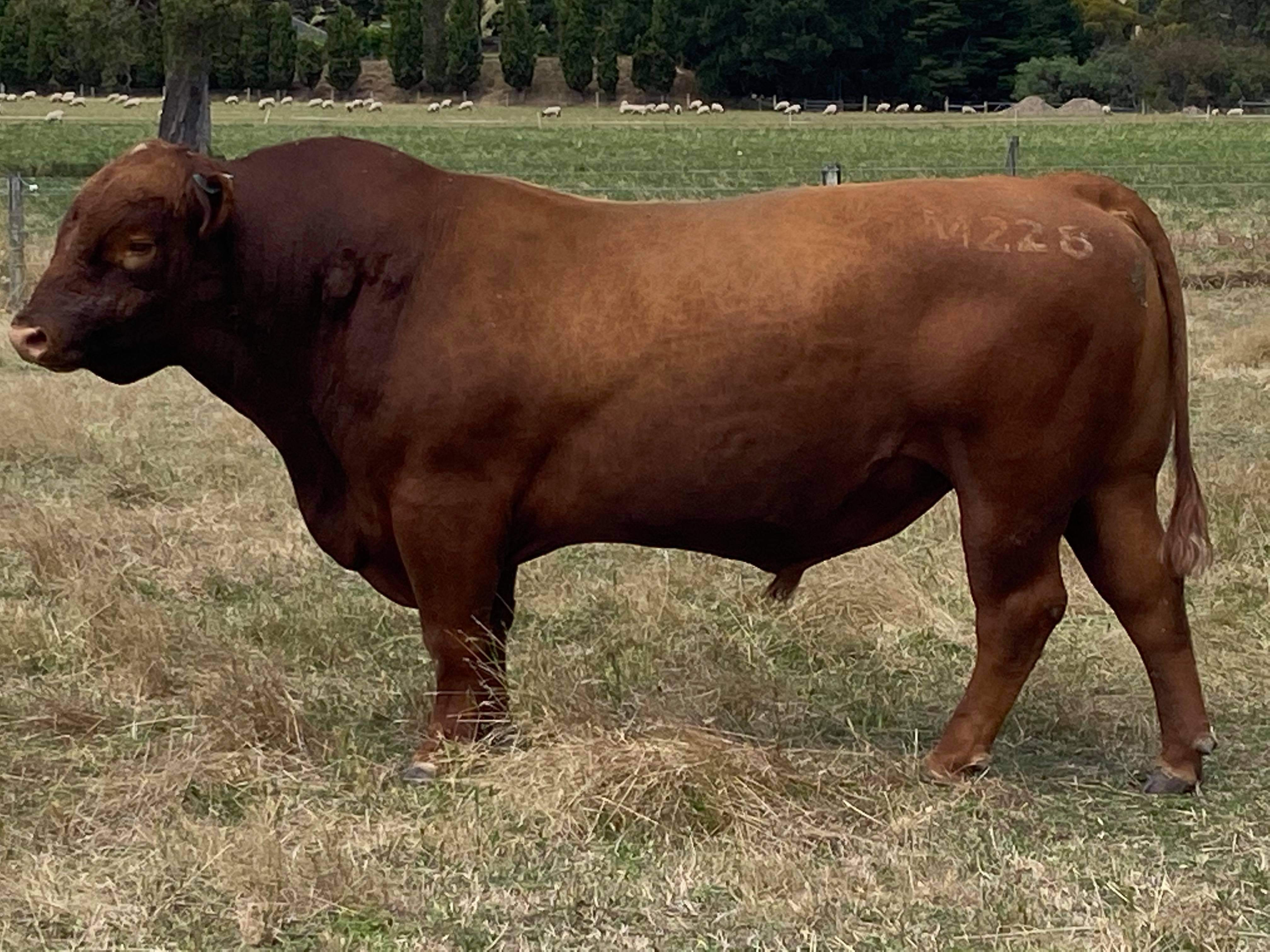 The Herd Online | 2 x Red Angus Bulls For Sale