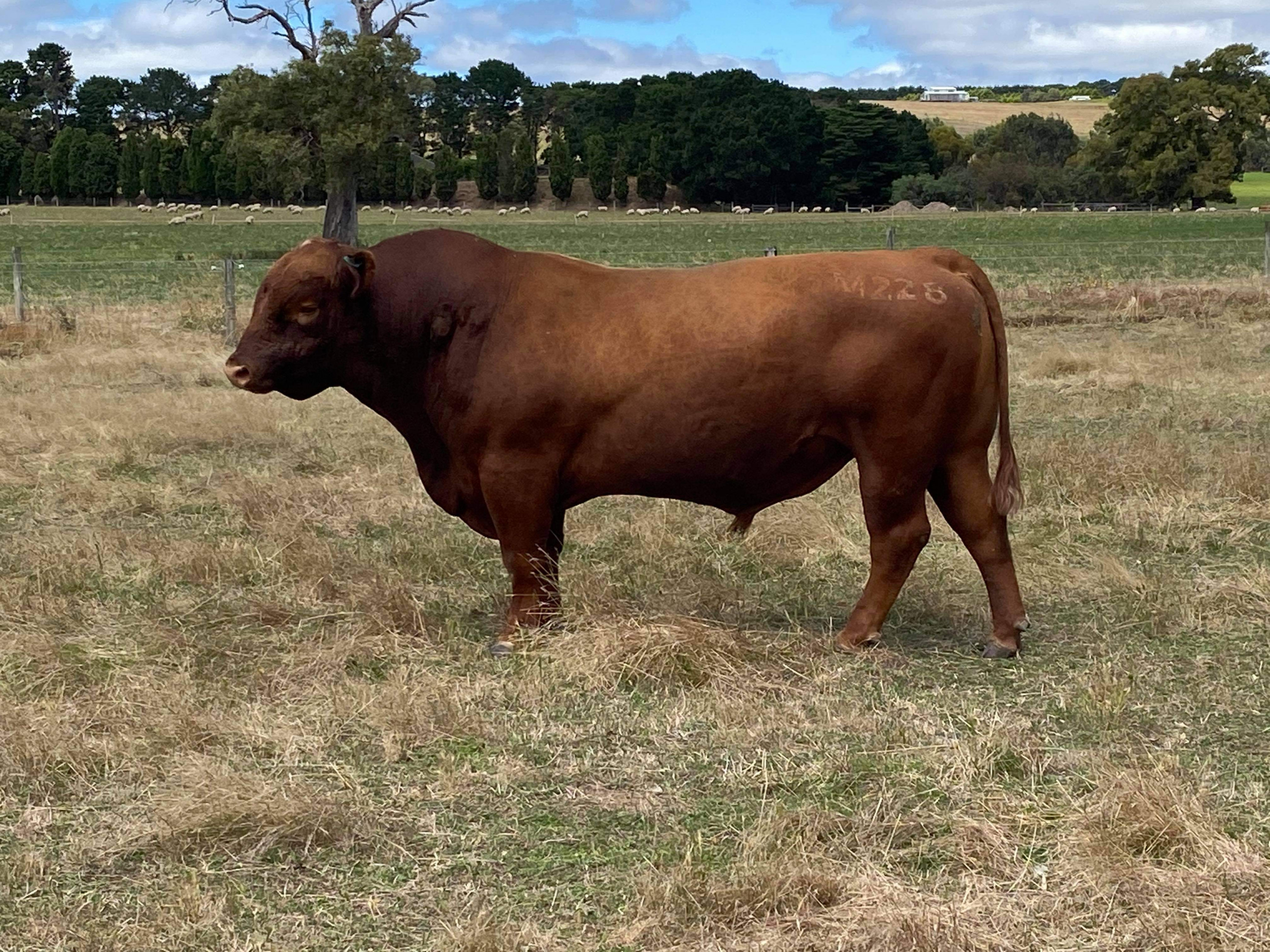 The Herd Online | 2 x Red Angus Bulls For Sale