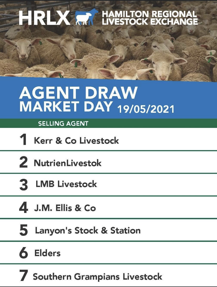The Herd Online | Hamilton Sheep & Lamb Market