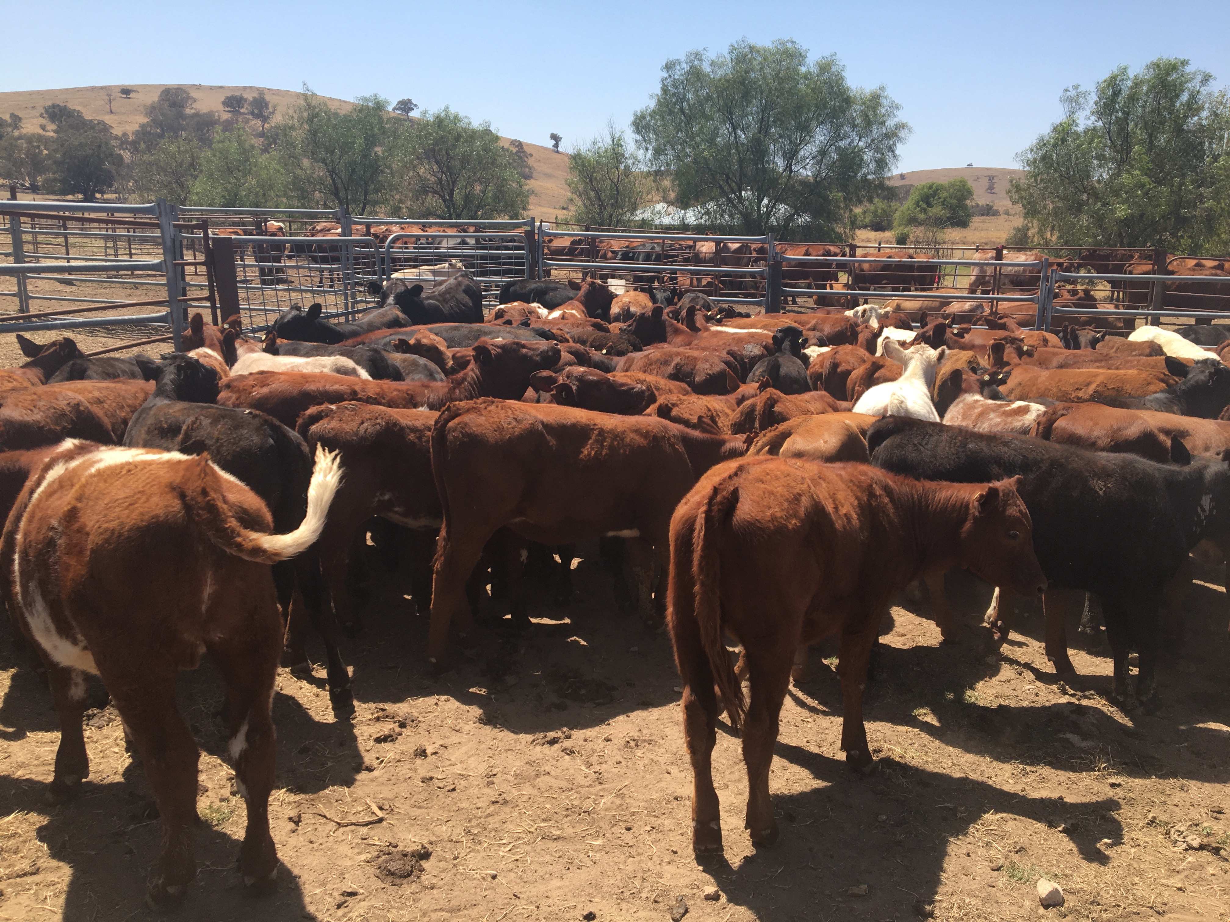 The Herd Online | SELX Yass Prime Cattle Market