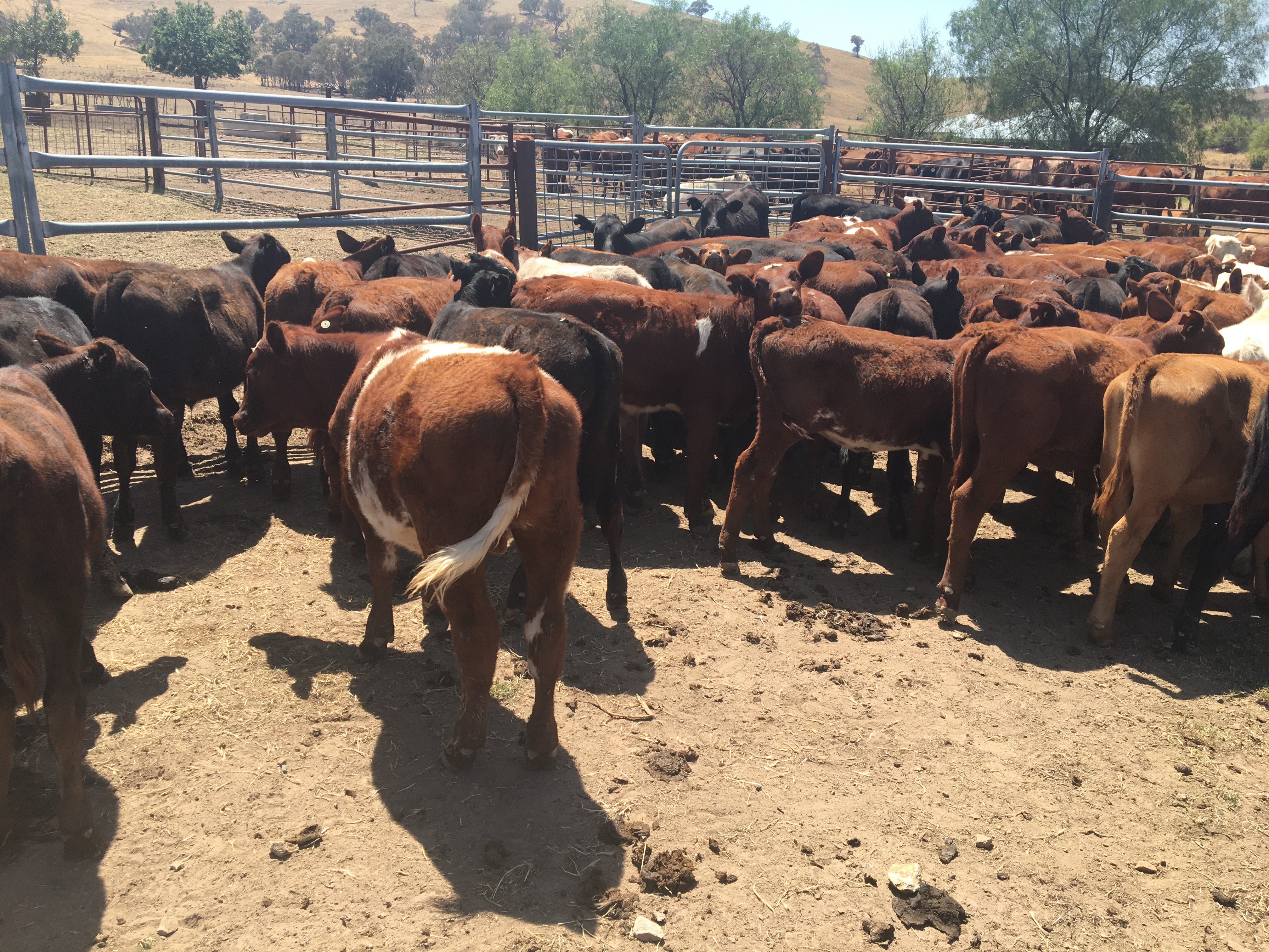 The Herd Online | SELX Yass Prime Cattle Market