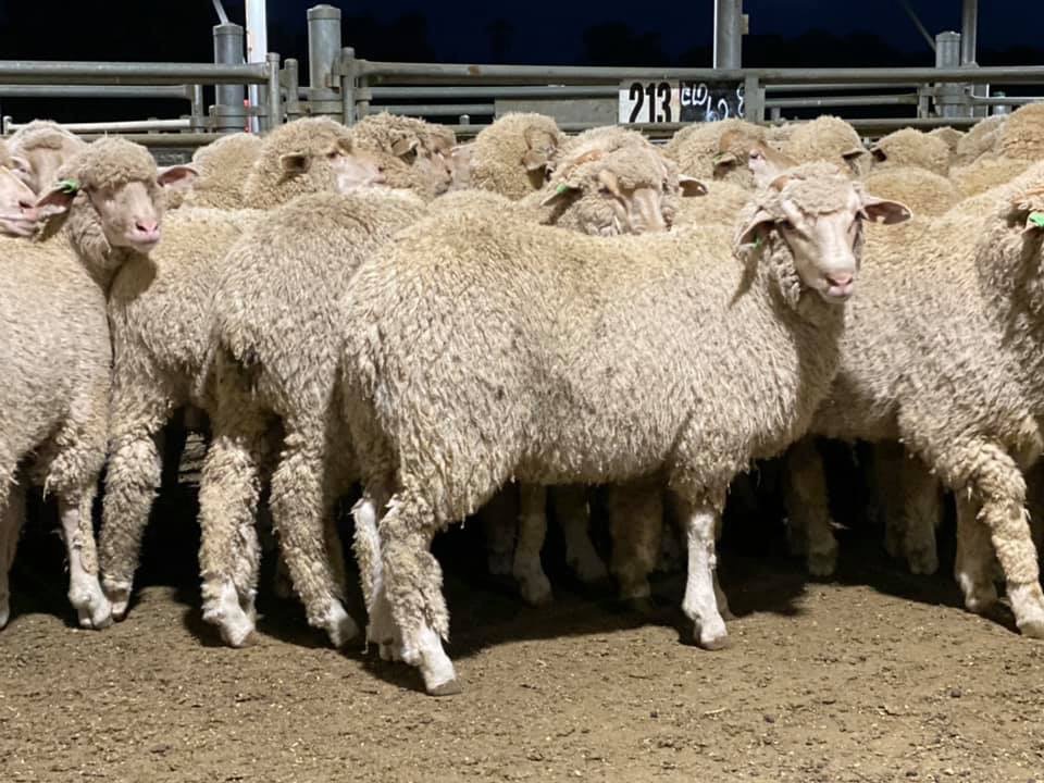 The Herd Online | CTLX Prime Sheep and Lamb Market