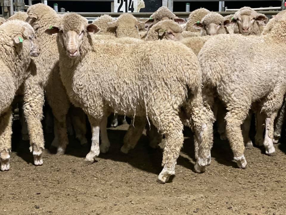 The Herd Online | CTLX Prime Sheep and Lamb Market