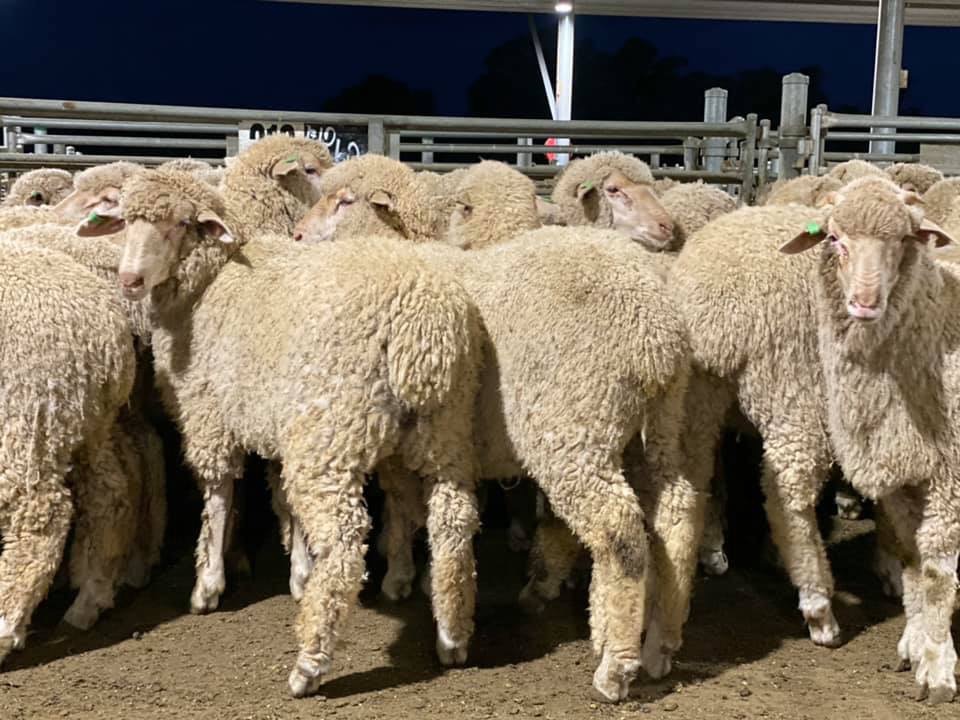 The Herd Online | CTLX Prime Sheep and Lamb Market