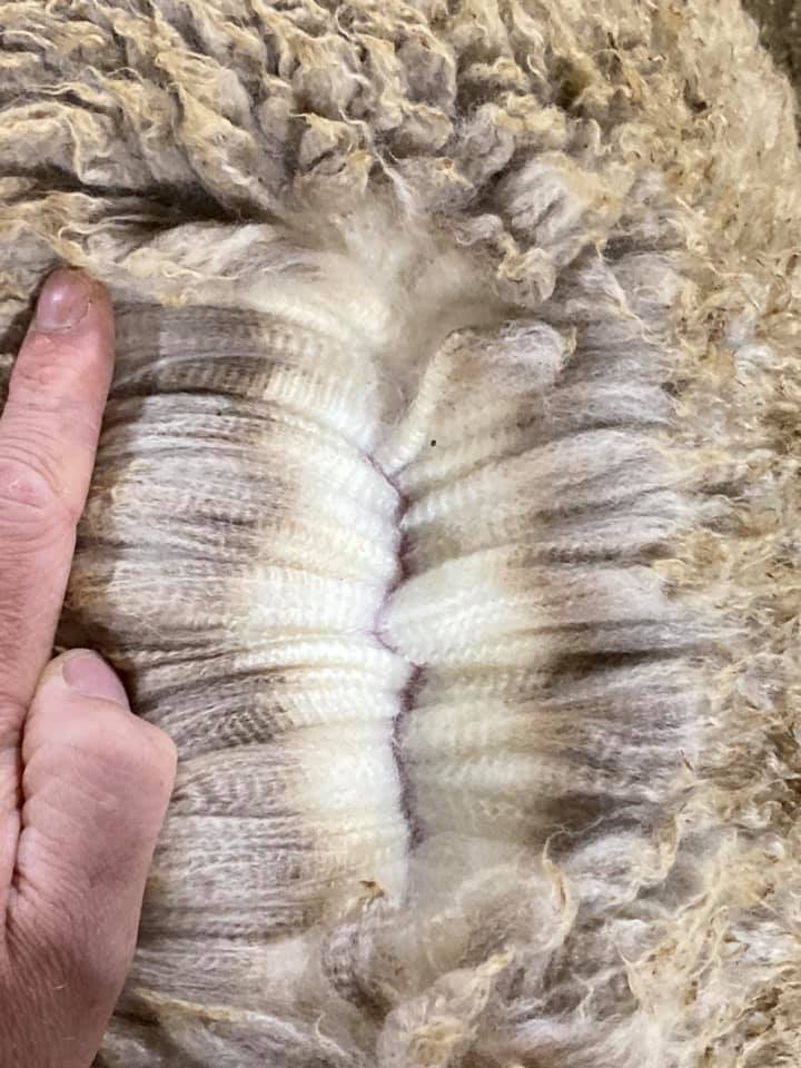 The Herd Online | CTLX Prime Sheep and Lamb Market