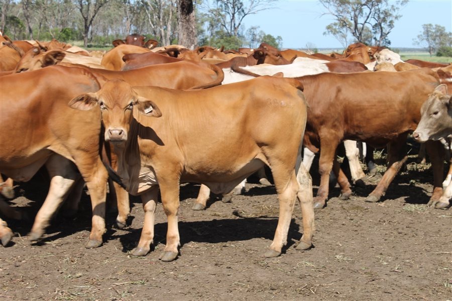 The Herd Online | Dalby Store Cattle Sale