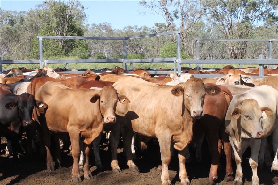 The Herd Online | Dalby Store Cattle Sale