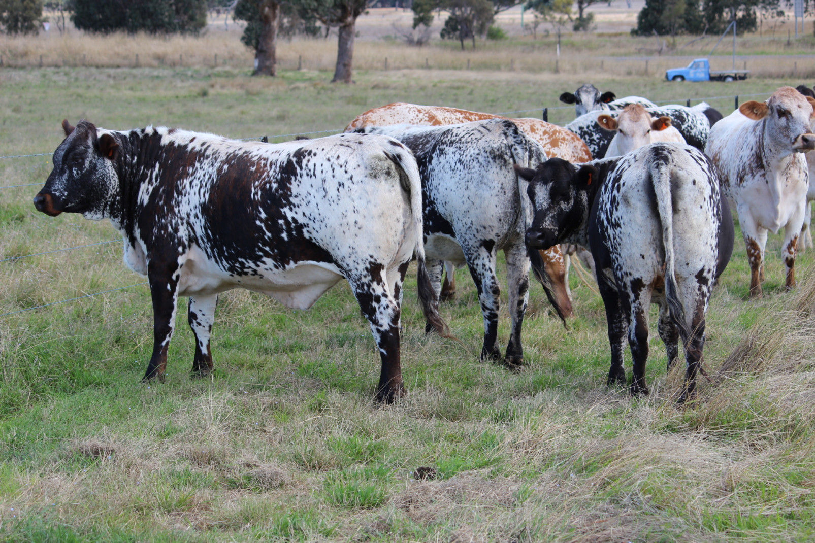 The Herd Online | SELX YASS STORE CATTLE SALE