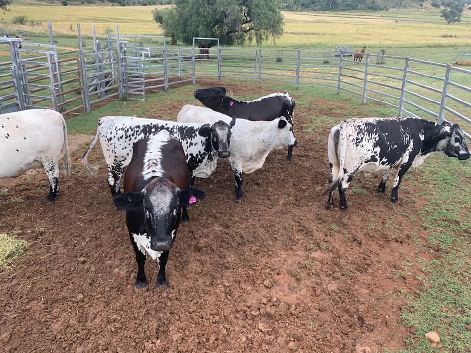 The Herd Online | TAMWORTH SPECIAL STORE CATTLE SALE