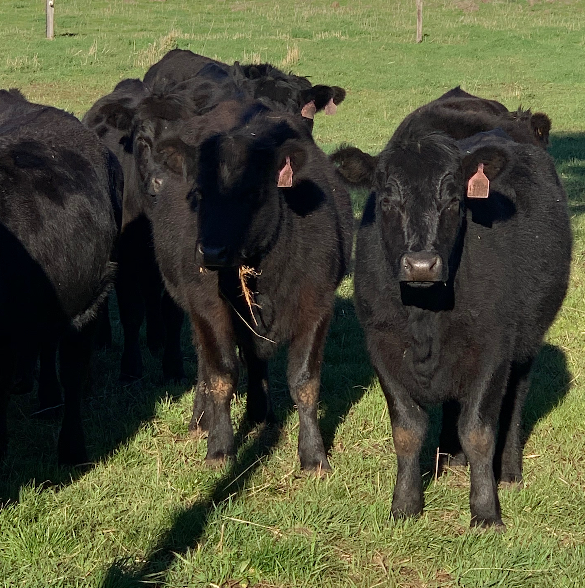 The Herd Online | COLAC STORE CATTLE SALE