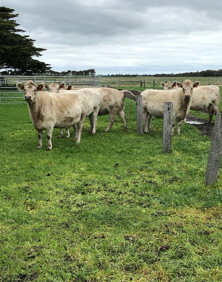 The Herd Online | COLAC STORE CATTLE SALE