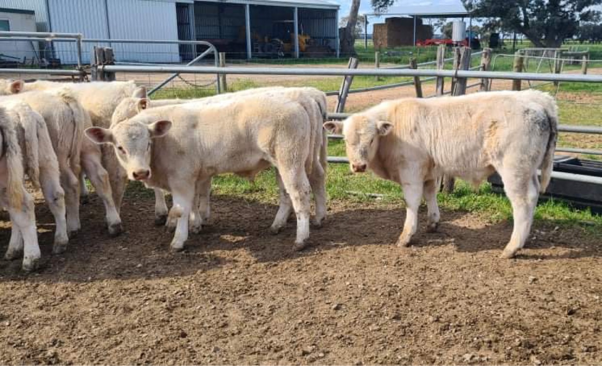 The Herd Online | SHEPPARTON ANNUAL SPRING STORE CATTLE SALE