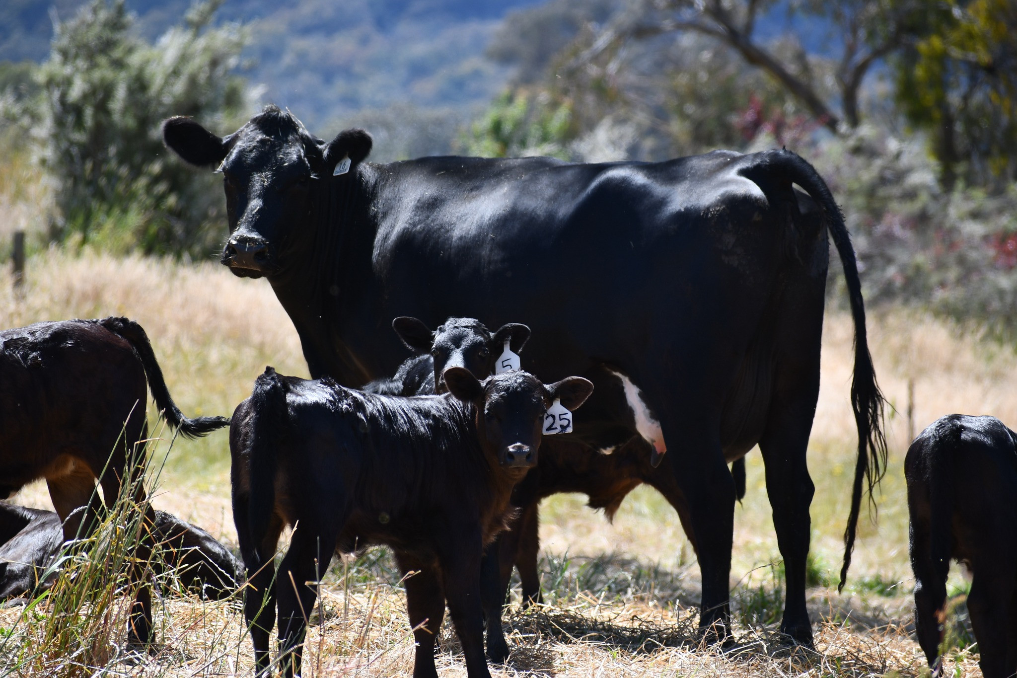 The Herd Online | NVLX Barnawartha Annual Feature Female Sale