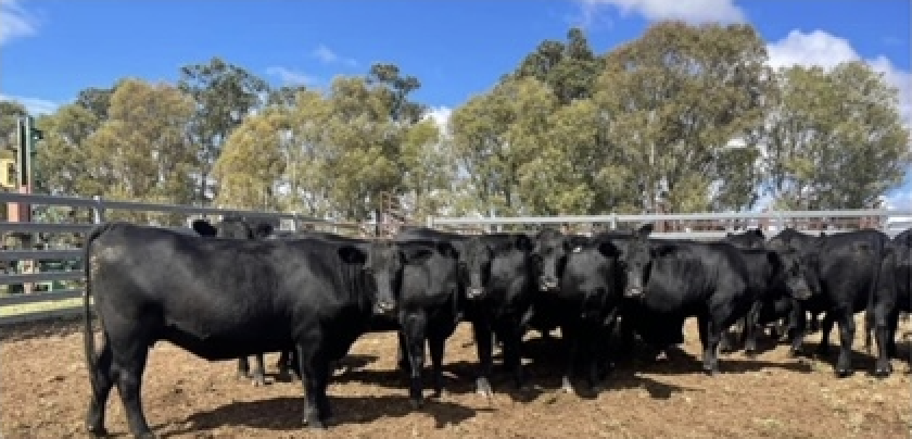 The Herd Online | BEGA STORE CATTLE SALE