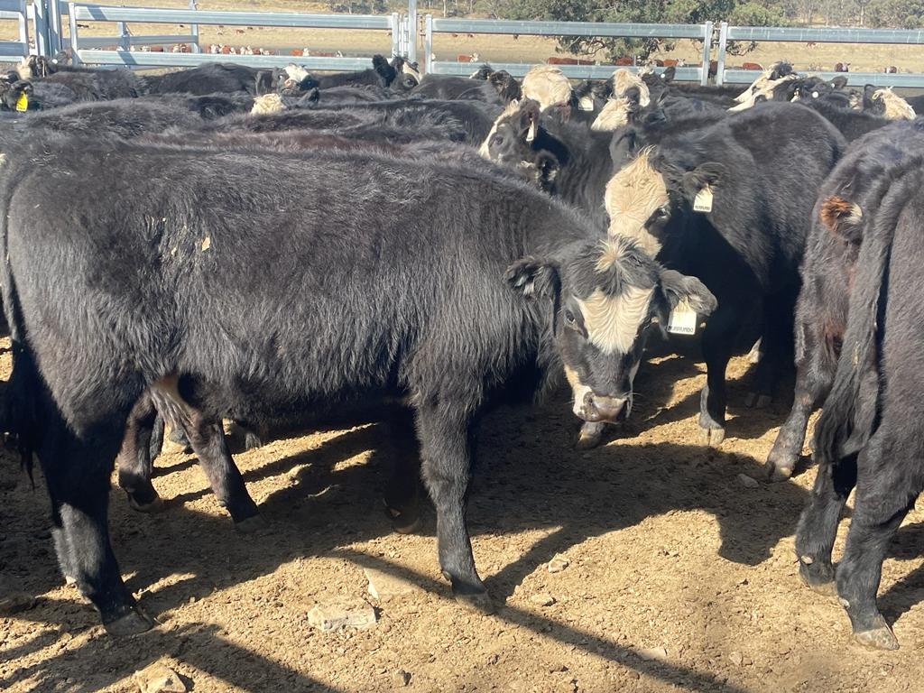 The Herd Online | TRLX TAMWORTH STORE CATTLE SALE
